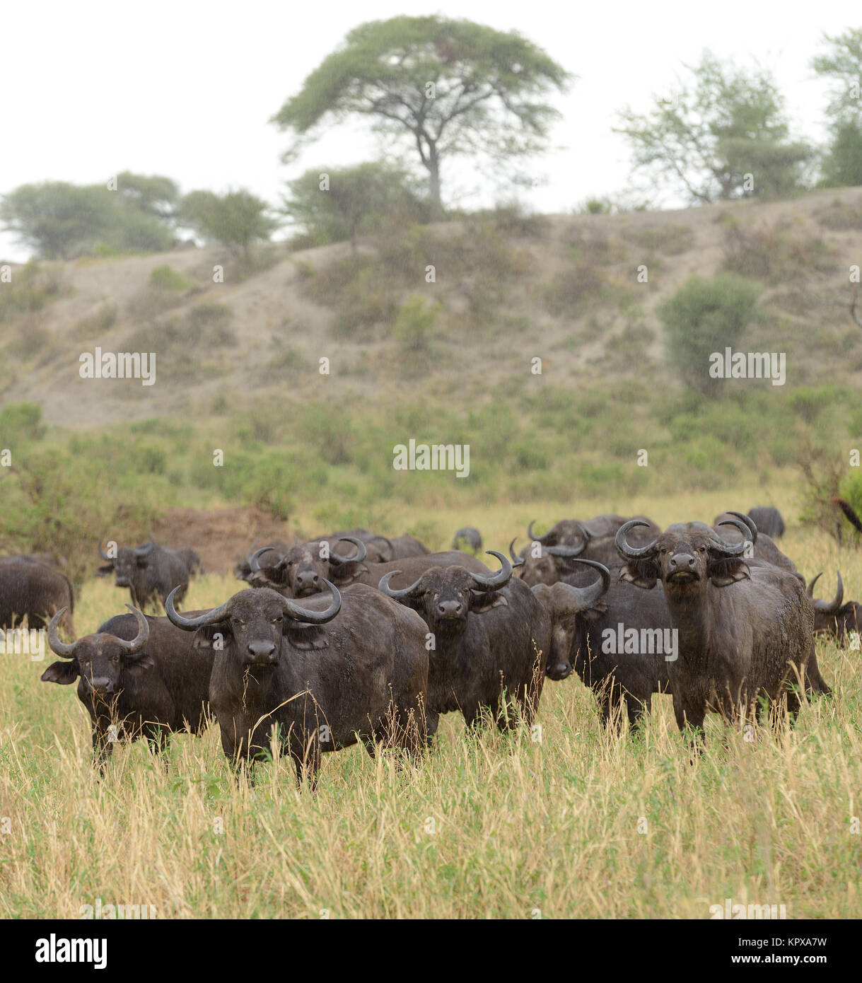 Nyati hi-res stock photography and images - Alamy