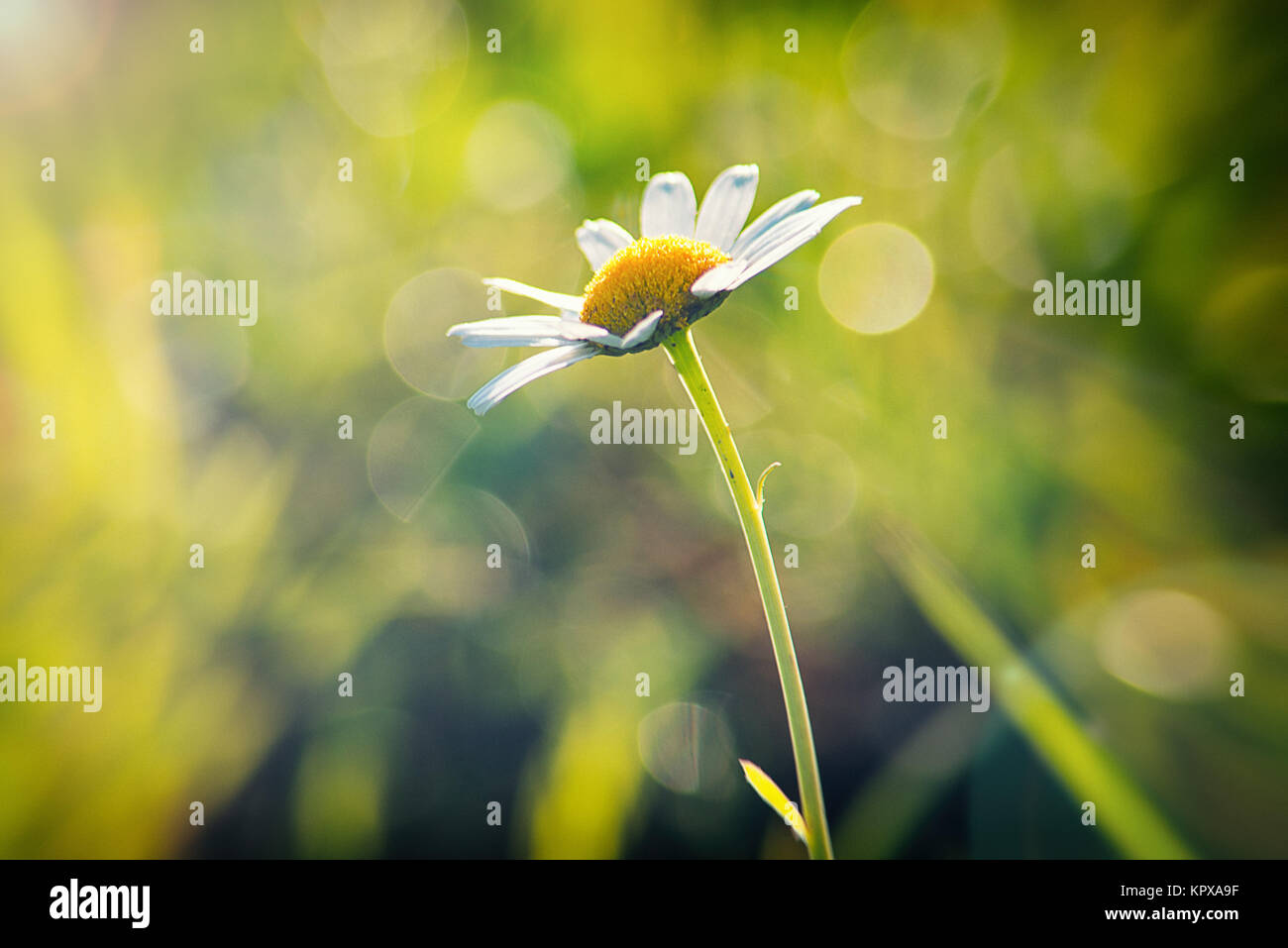 Flourish daisy hi-res stock photography and images - Alamy