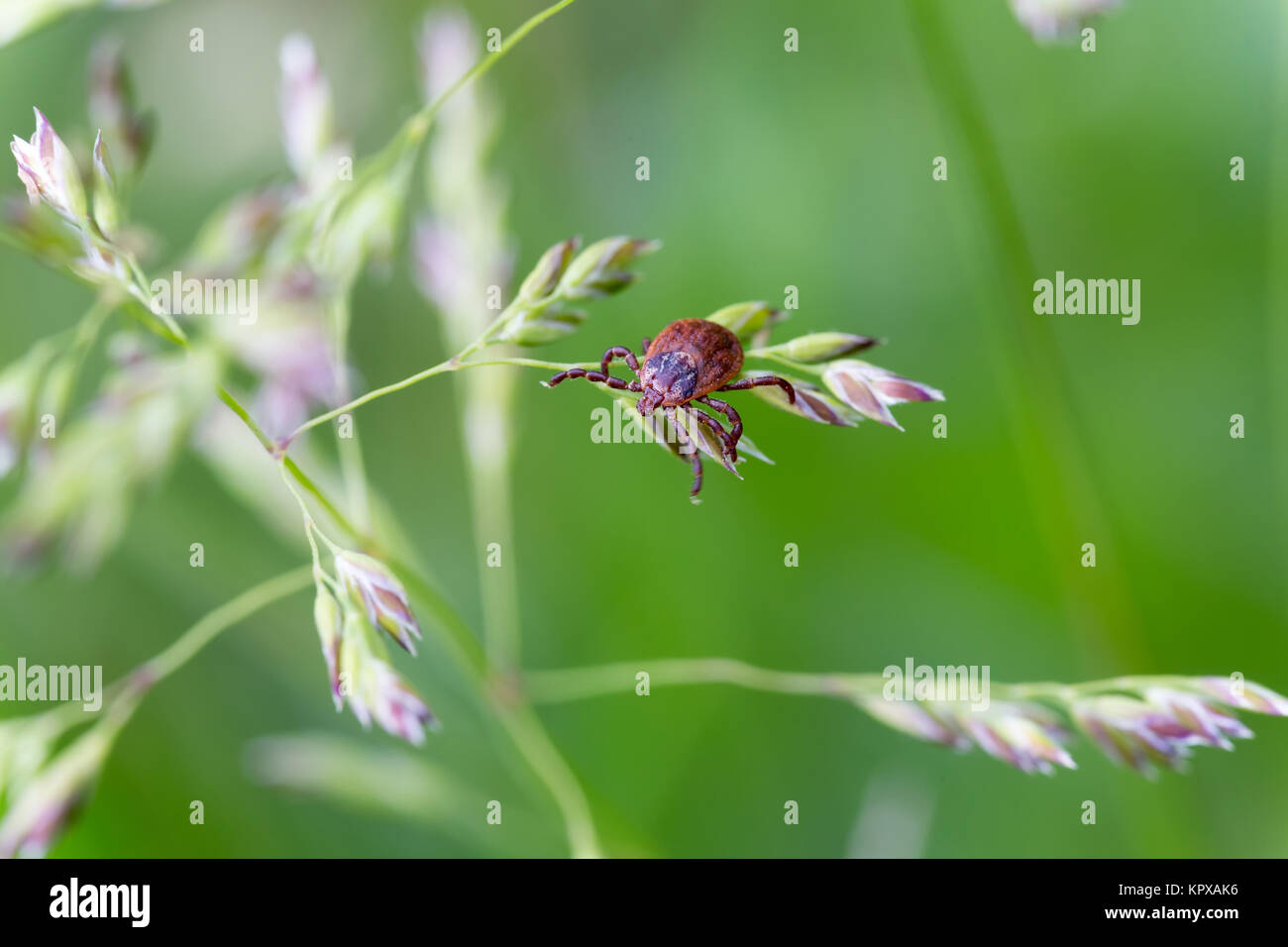 Castor bean tick (Ixodes ricinus Stock Photo - Alamy