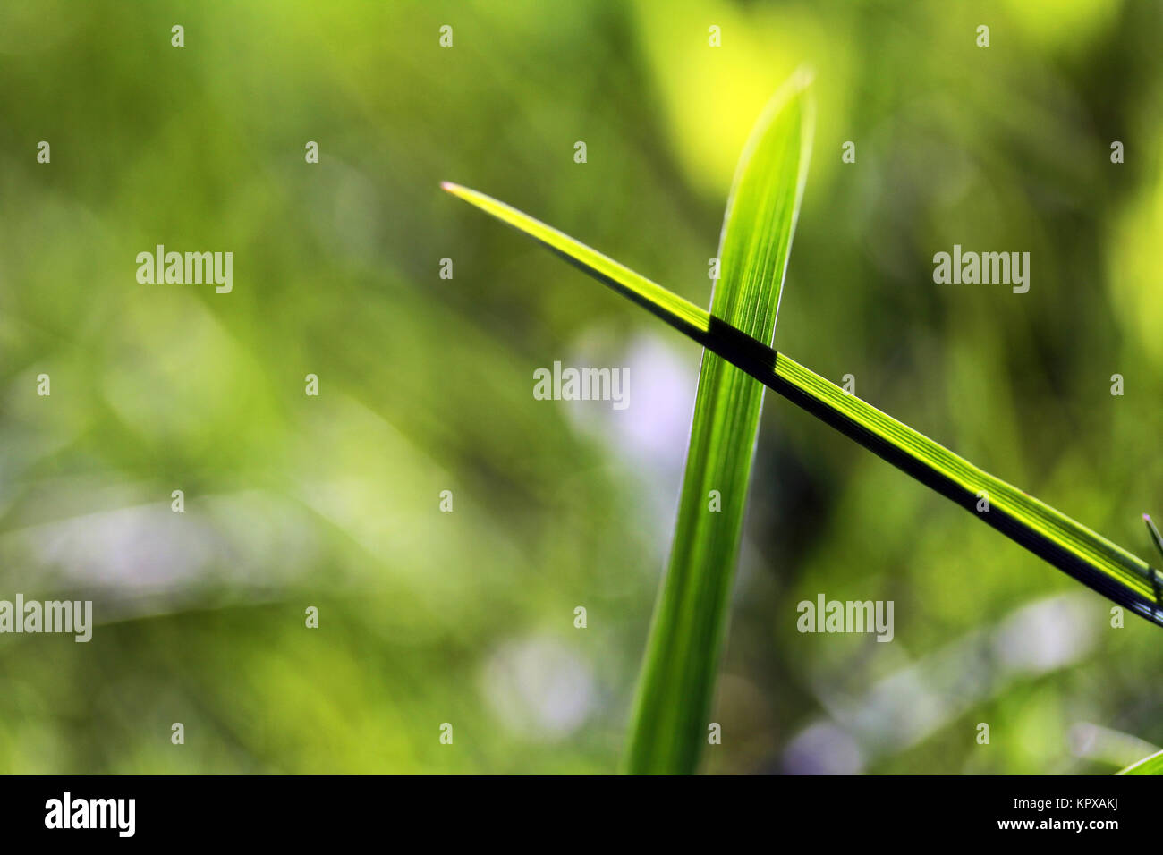 Cuted blades of grass. Blades of grass intersect Stock Photo - Alamy