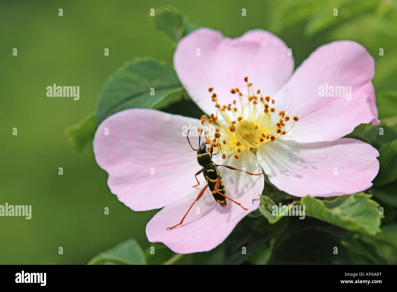 Wasp buck Clytus arietis Stock Photo - Alamy