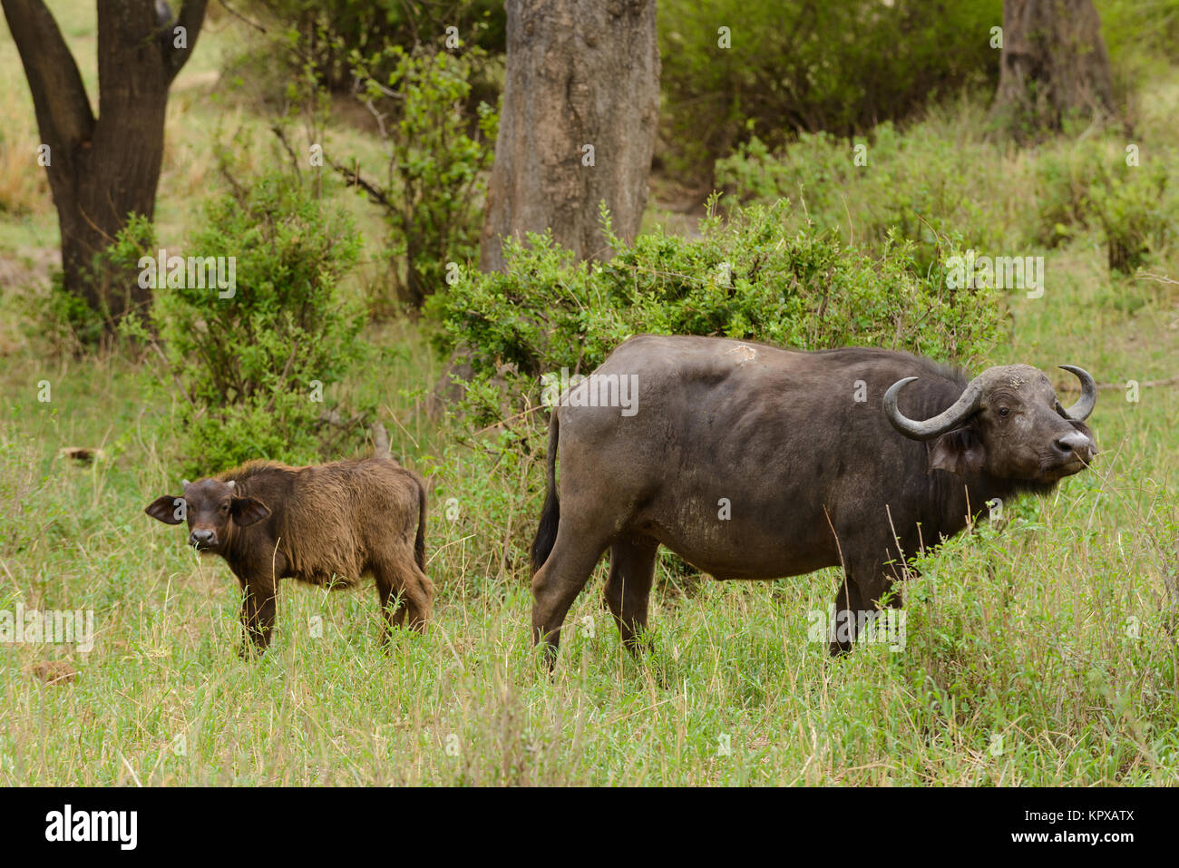 Cow buffalo hi-res stock photography and images - Alamy
