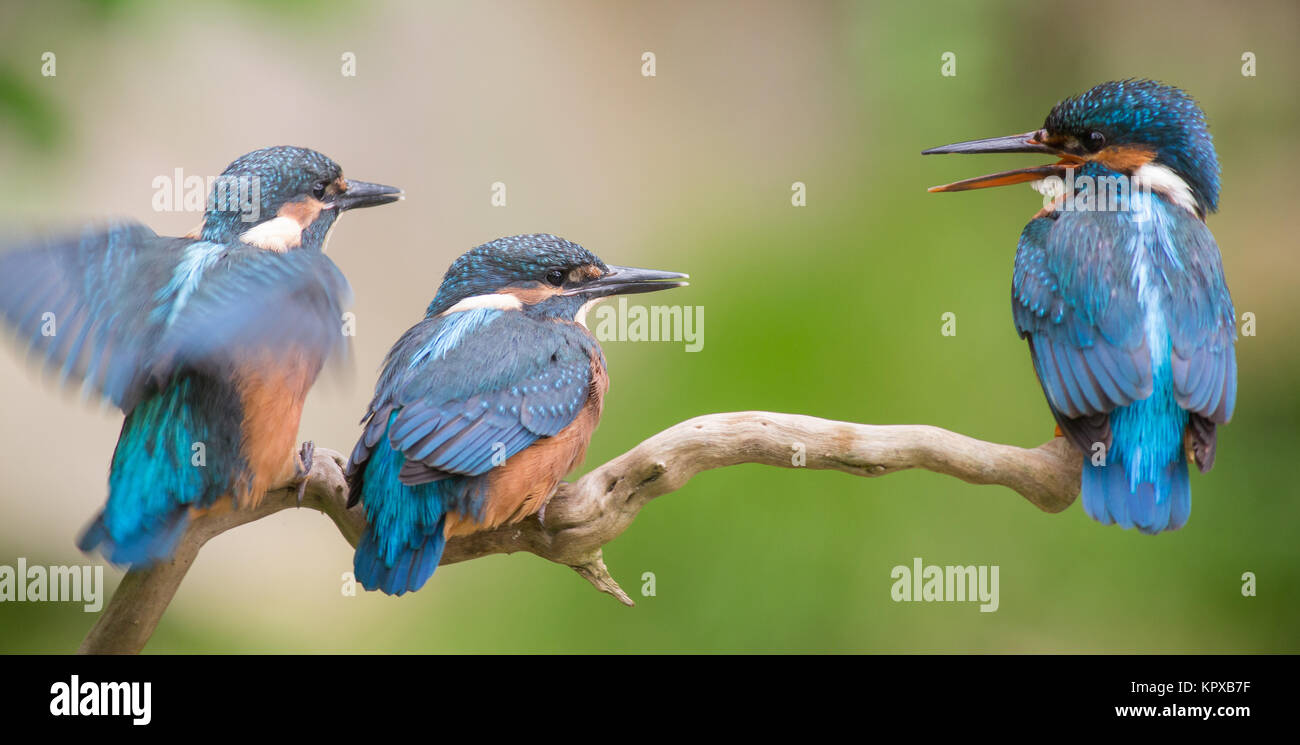 young kingfishers with an adult kingfisher Stock Photo - Alamy