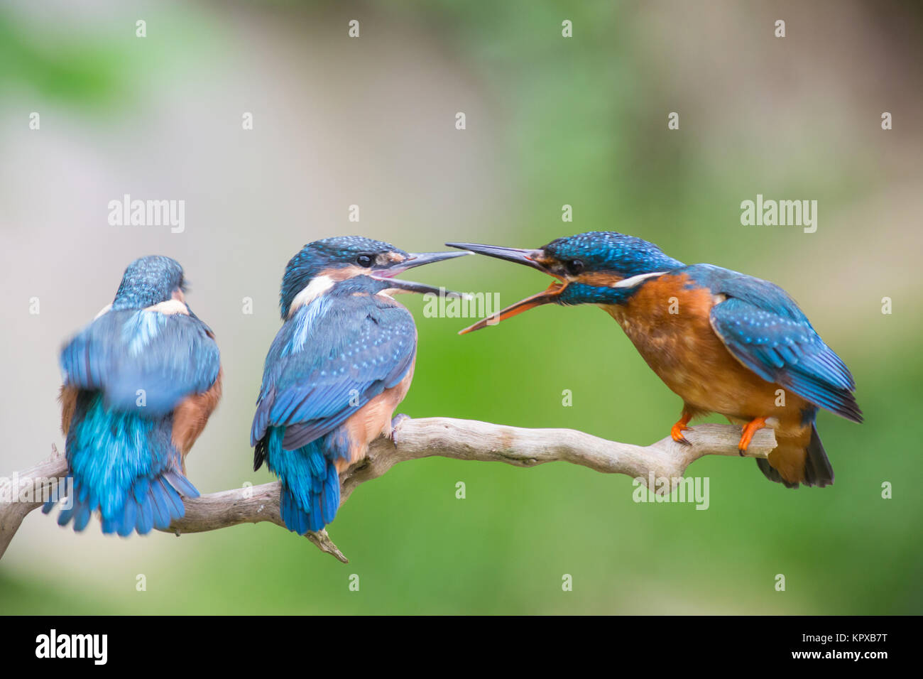 young kingfishers with an adult kingfisher Stock Photo - Alamy