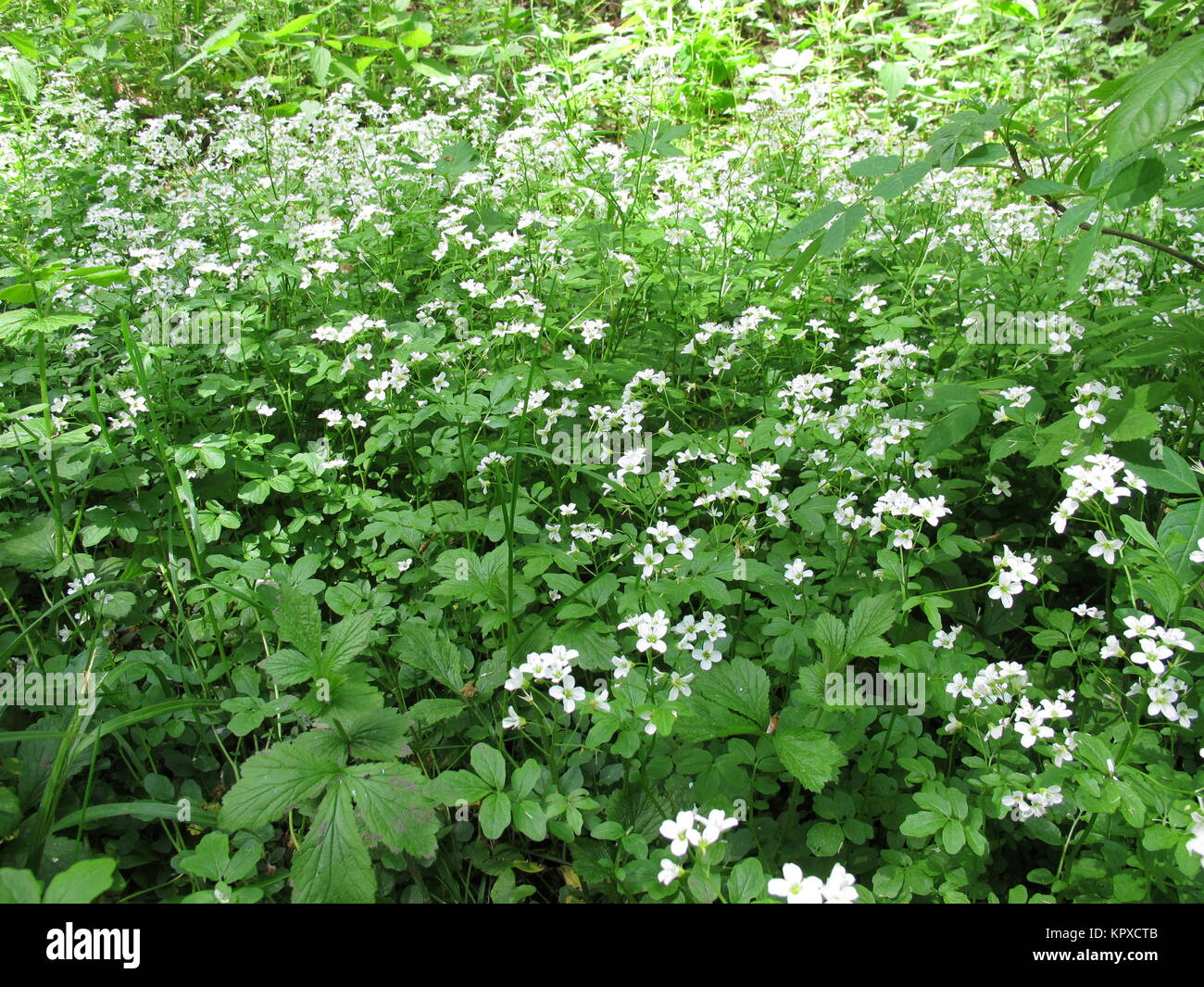 flowering watercress,nasturtium officinale Stock Photo - Alamy