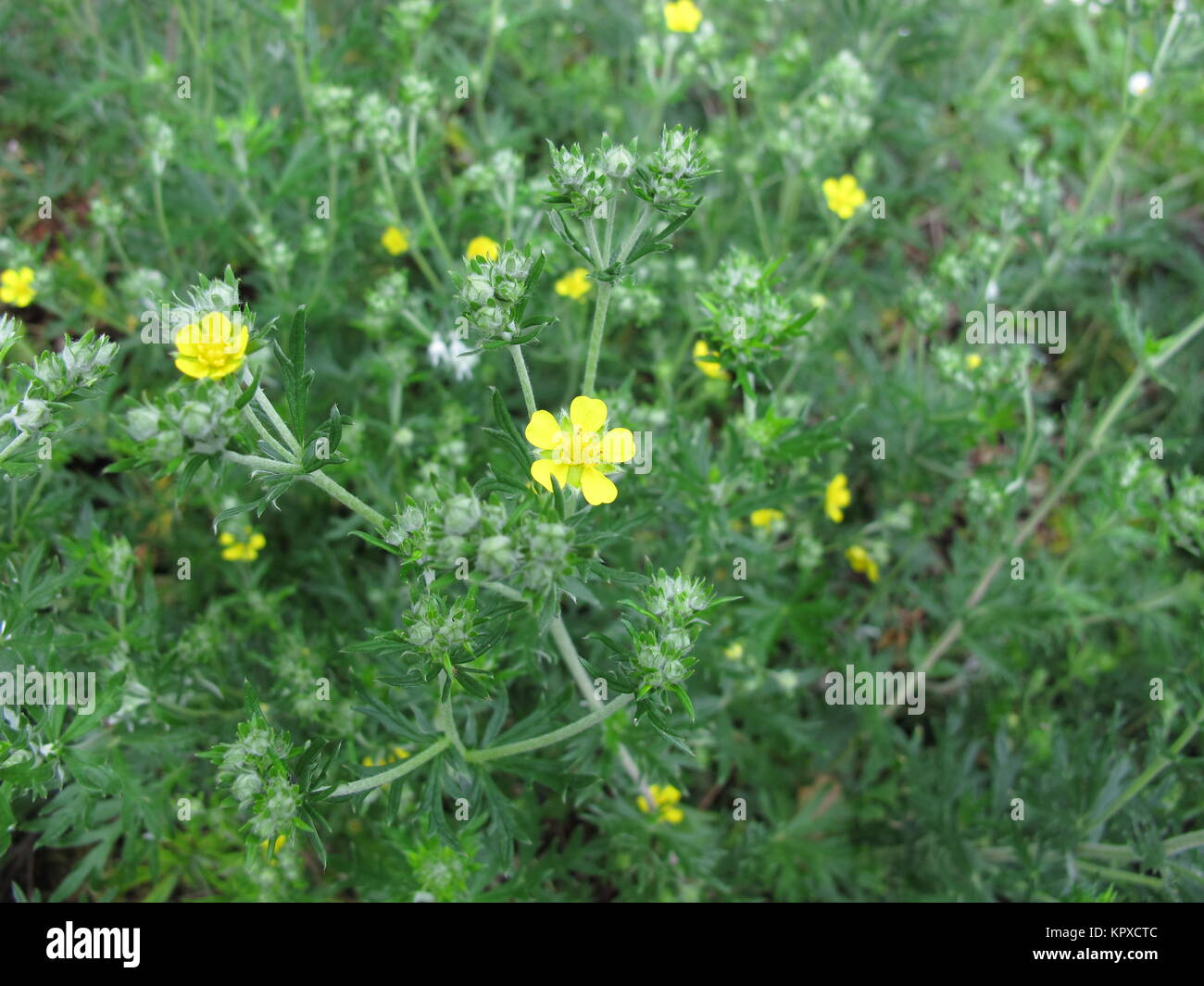 blooming tormentil,potentilla erecta Stock Photo - Alamy