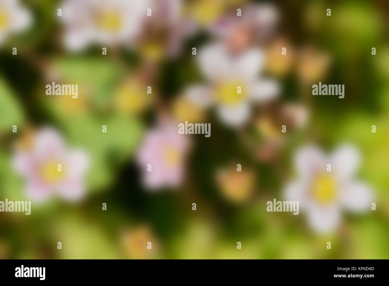 Blurred background of flowers Stock Photo - Alamy