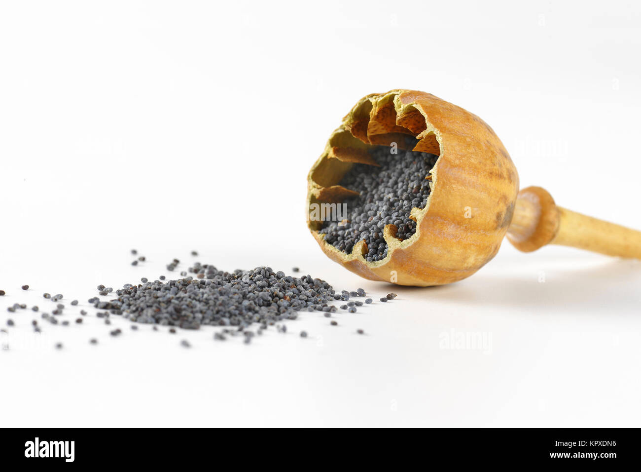 open poppy seed head and seeds Stock Photo - Alamy
