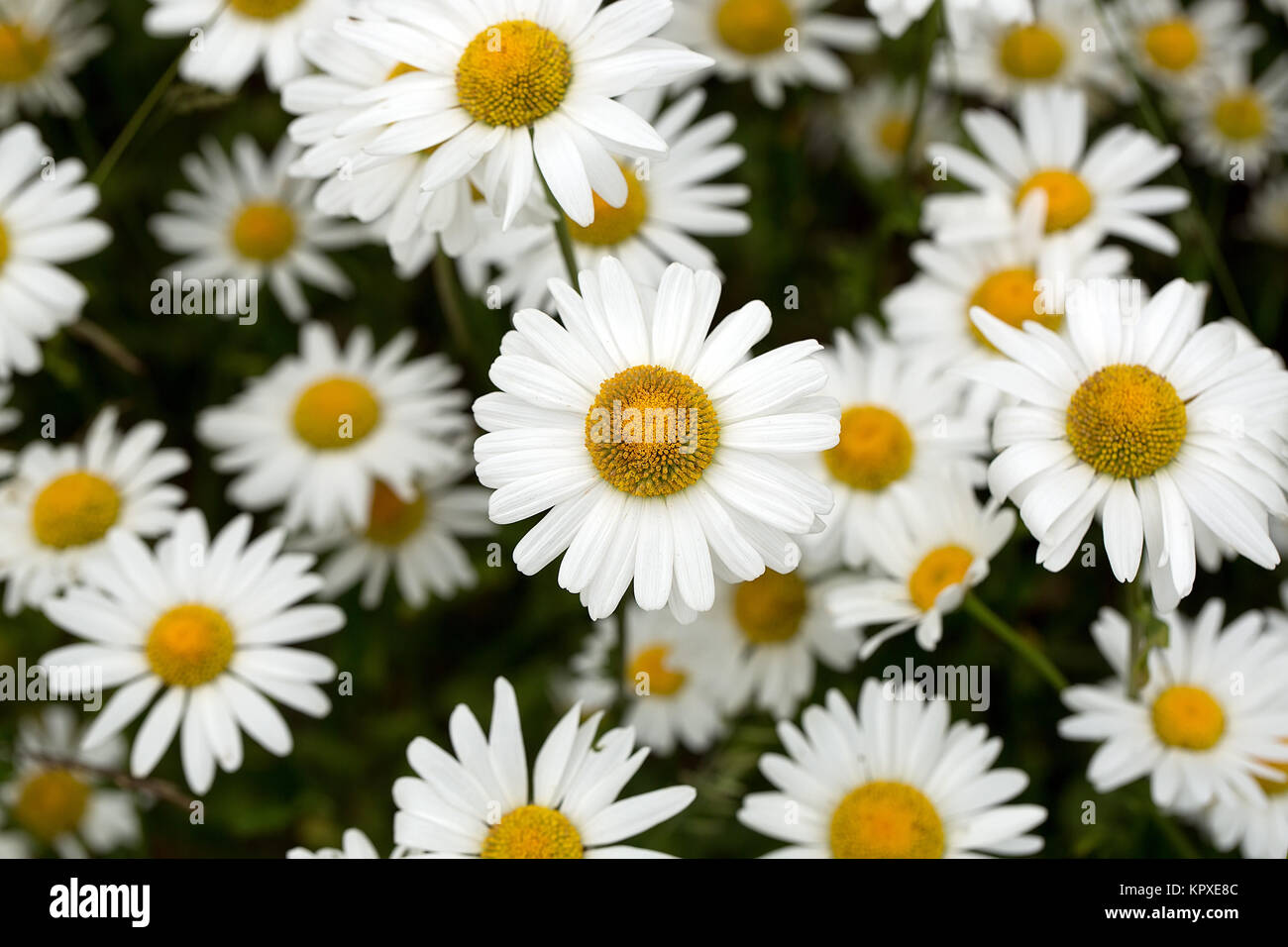 Flourishing chamomile herbal plant hi-res stock photography and images ...