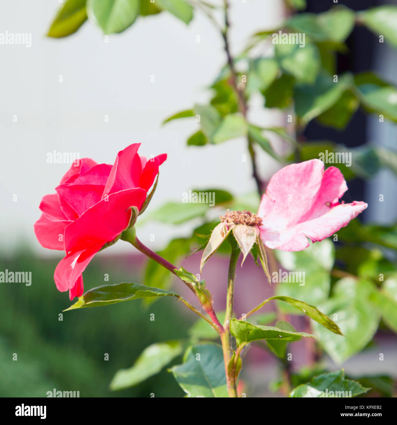 Red rose in a garden Stock Photo - Alamy