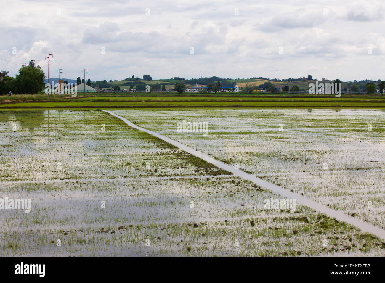 Rice fields under cloudy sky Stock Photo - Alamy