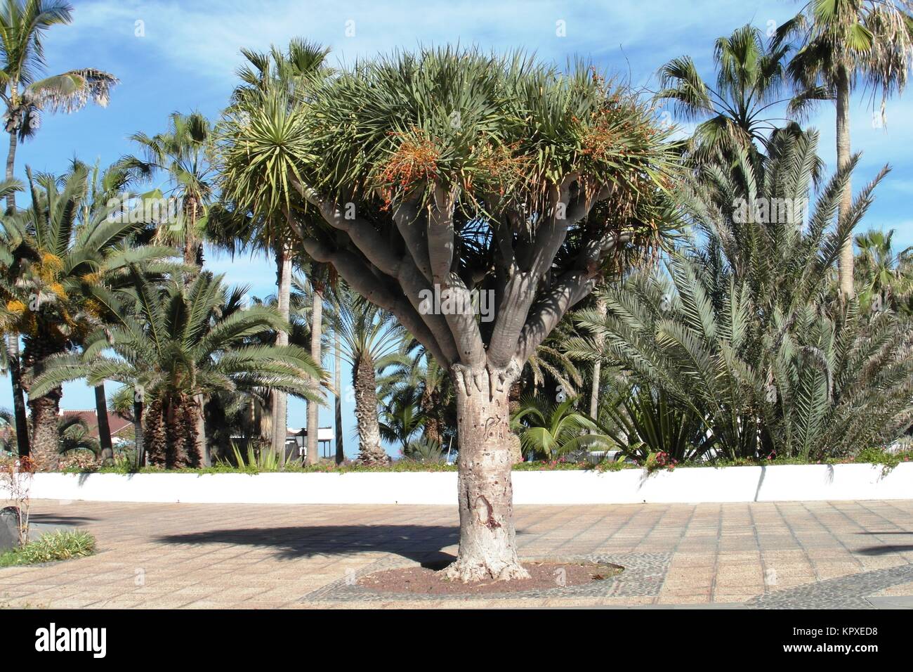 Canarian island Tenerife, nature and city Stock Photo - Alamy