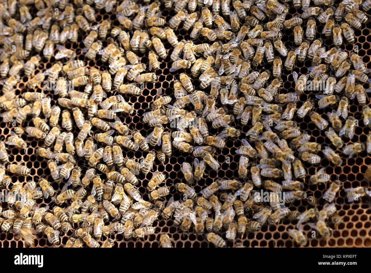 large bee colony Stock Photo - Alamy