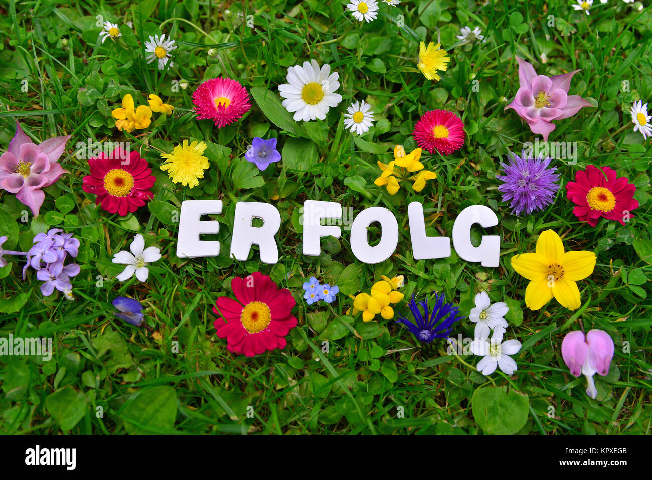 success text on flower meadow Stock Photo - Alamy