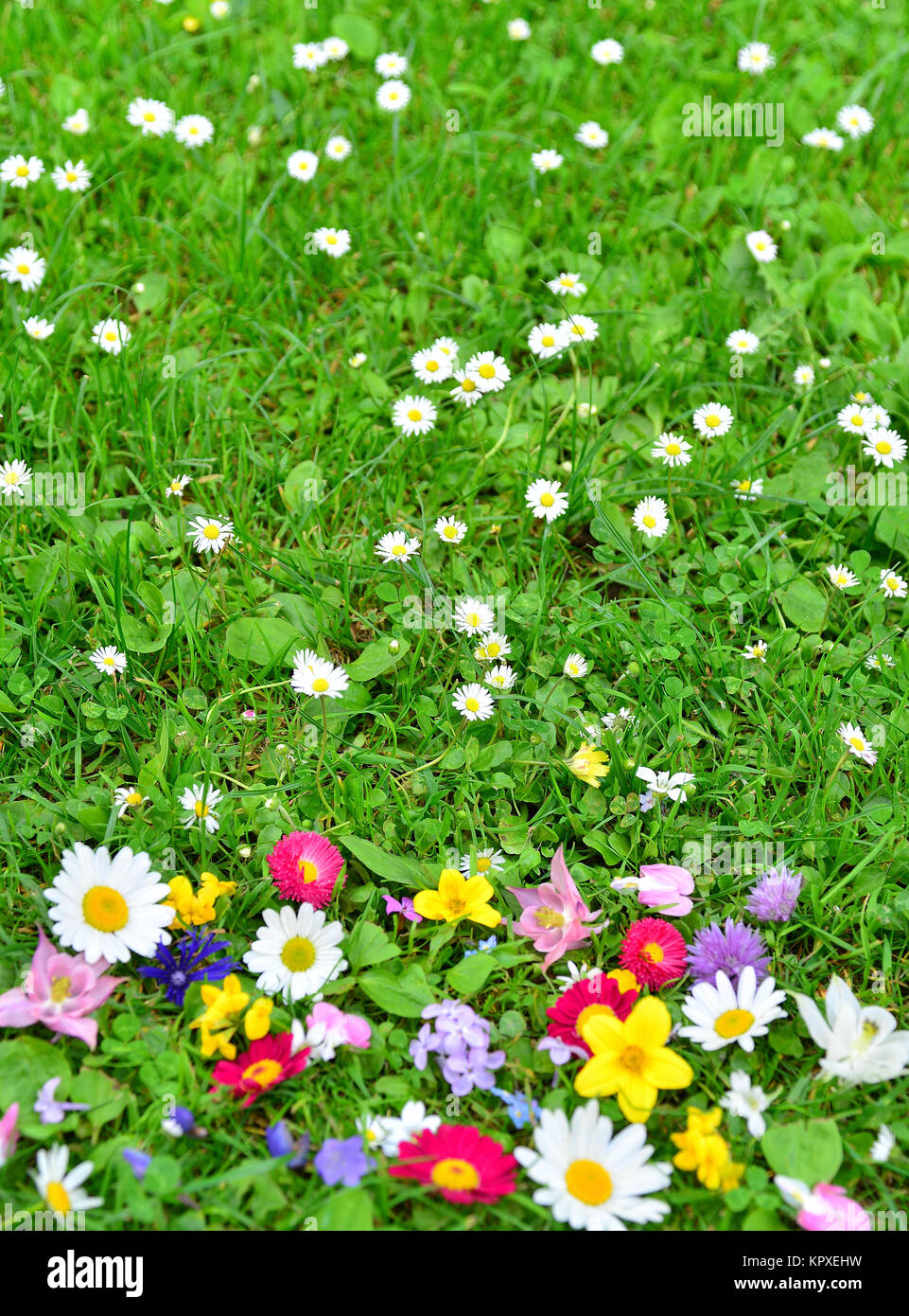 colorful flower meadow spring Stock Photo - Alamy