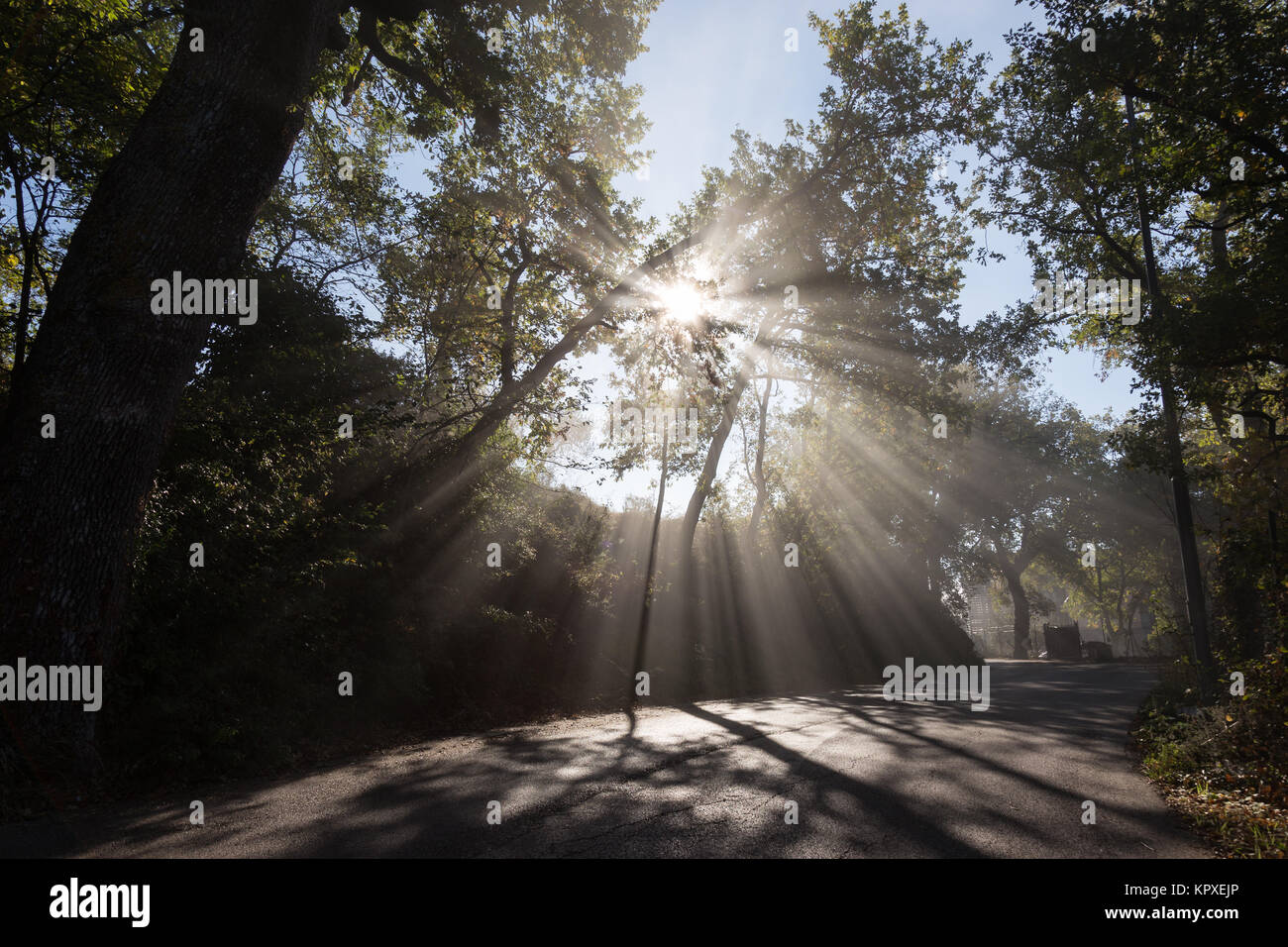 Powerful sun rays cutting through the mist on a road, in the midst of ...