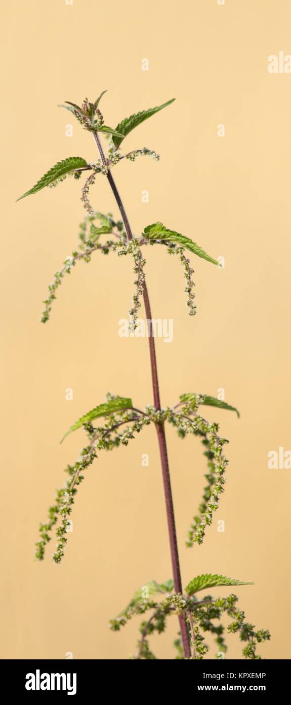 Nettle Blossoms High Resolution Stock Photography and Images - Alamy