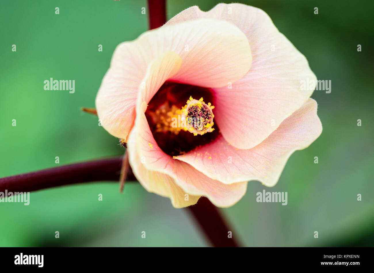 Jamaica Sorrel or Hibiscus Sabdariffa flower Stock Photo - Alamy