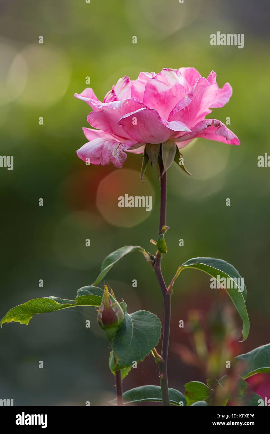 Wilting red roses hi-res stock photography and images - Alamy