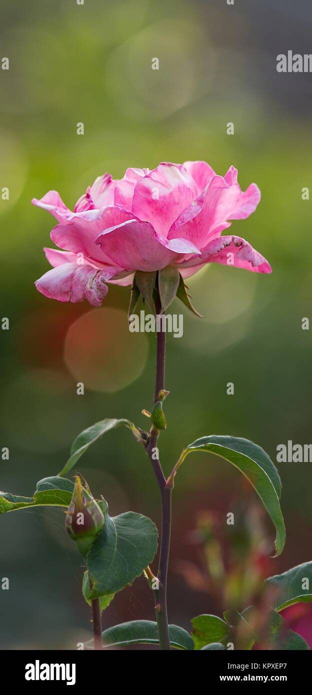 Wilting red roses hi-res stock photography and images - Alamy
