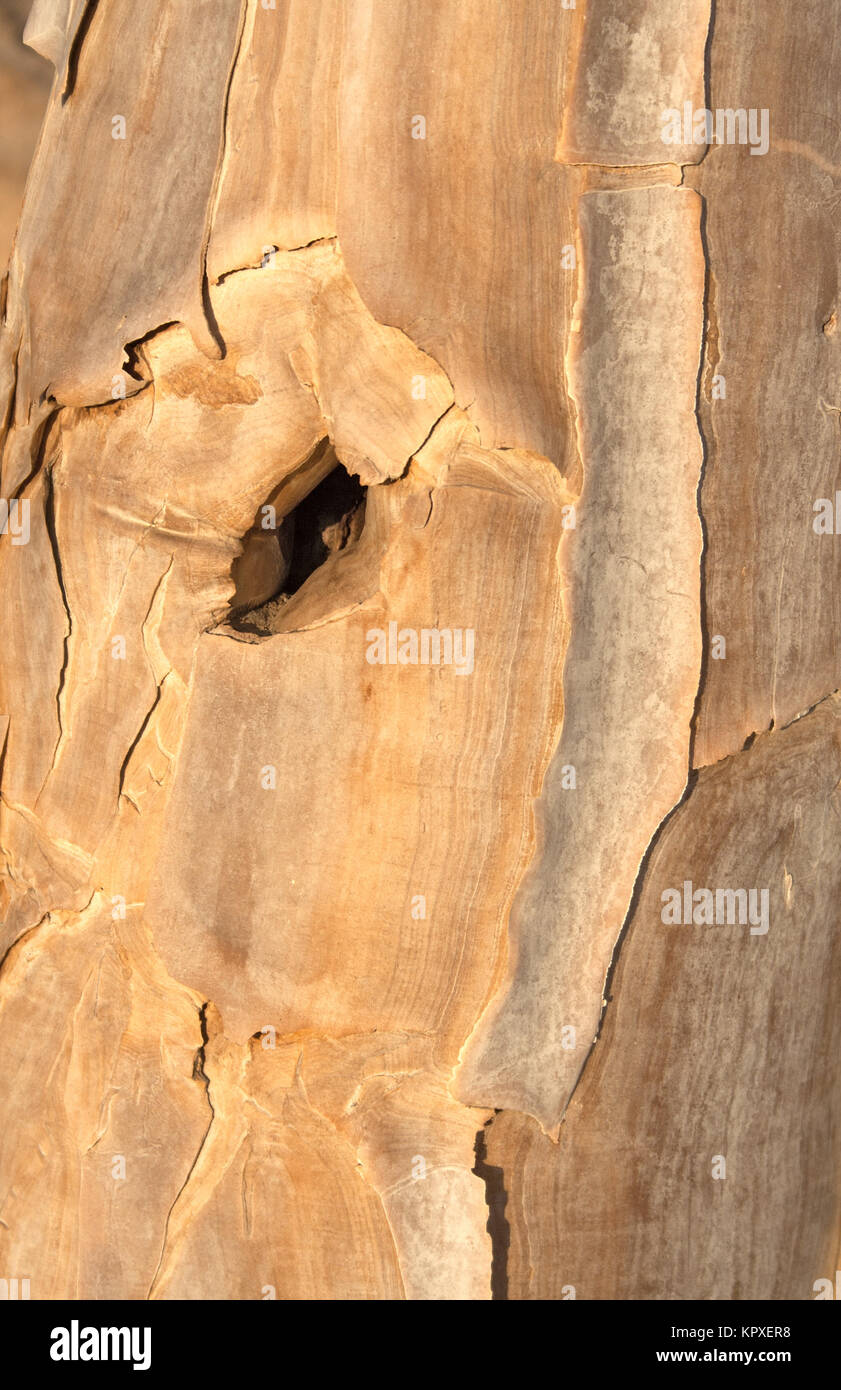 Tree splitting rock hi-res stock photography and images - Alamy