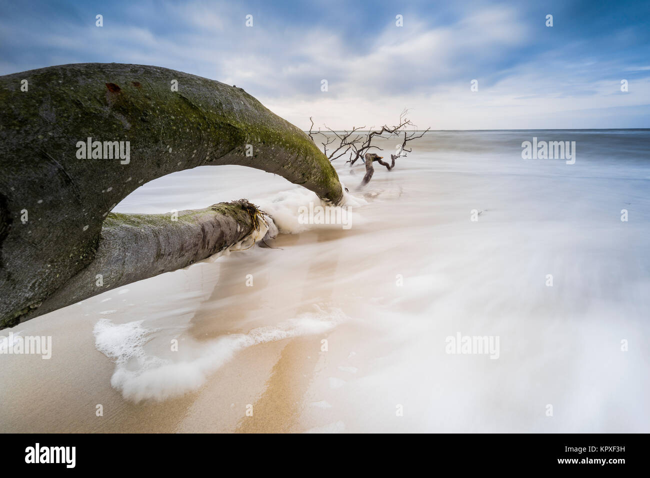 baltic sea in the bright backlight and rough sea with fallen trees in ...