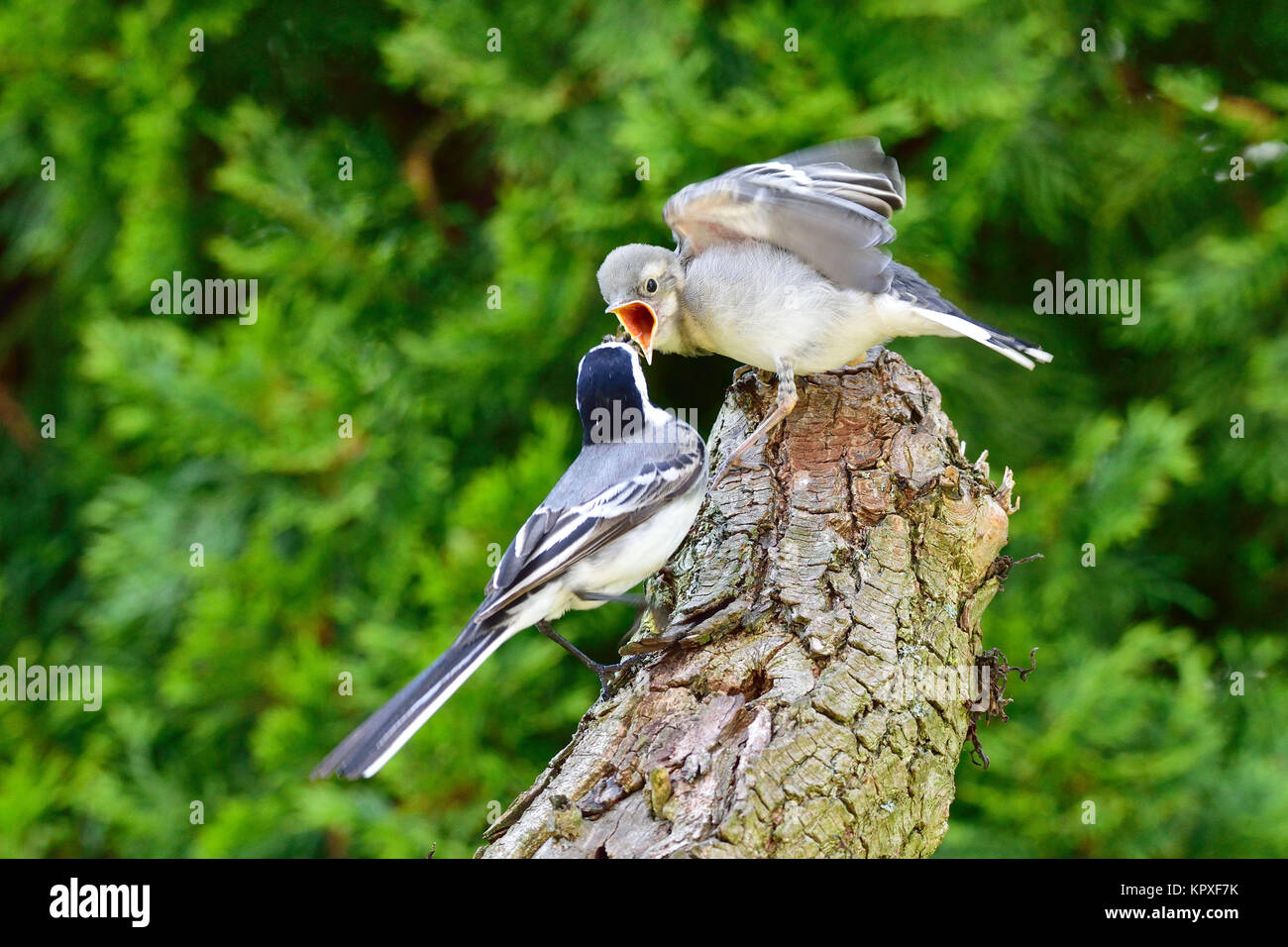 Baby wagtail High Resolution Stock Photography and Images - Alamy