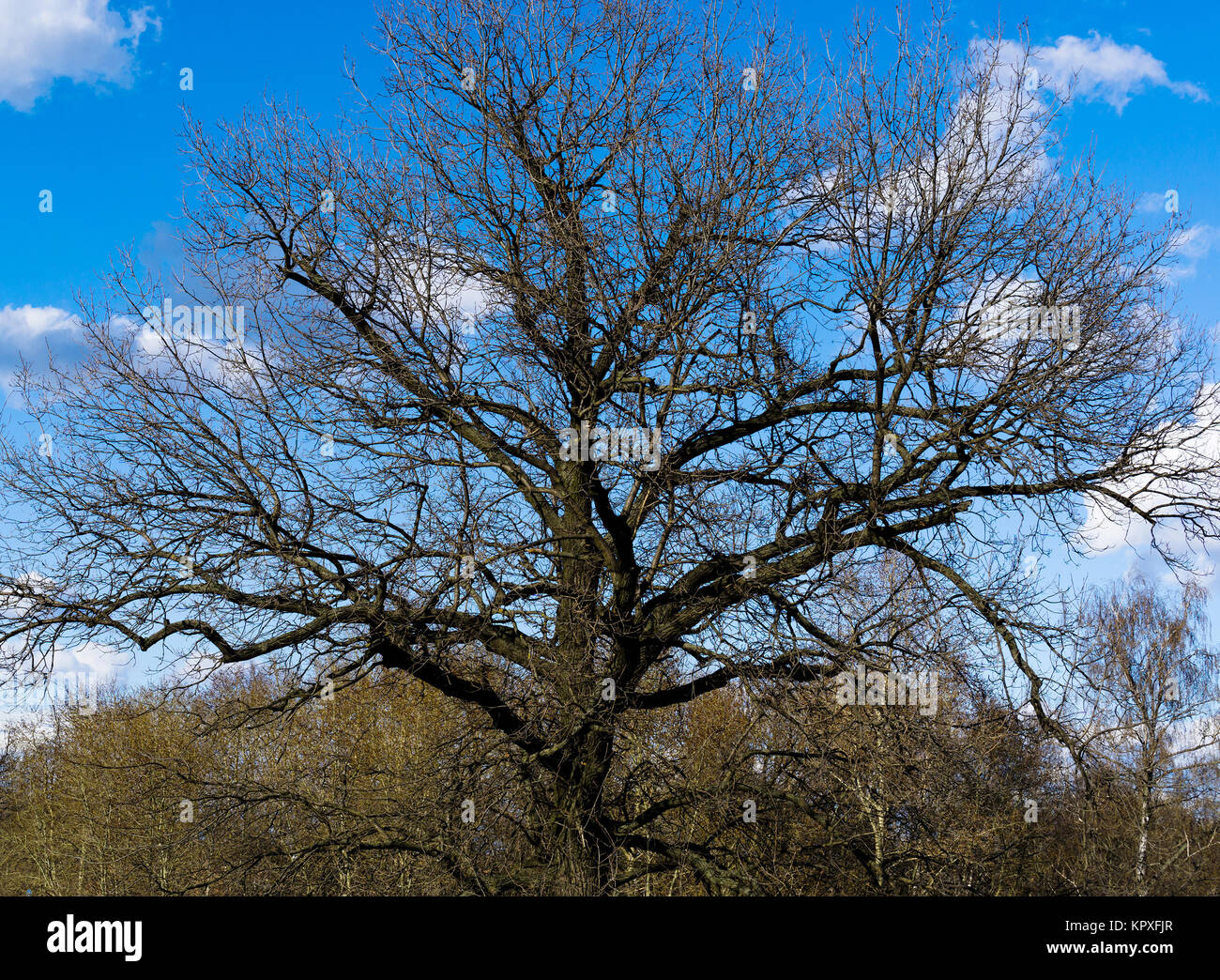 Tree crown shapes hi-res stock photography and images - Alamy