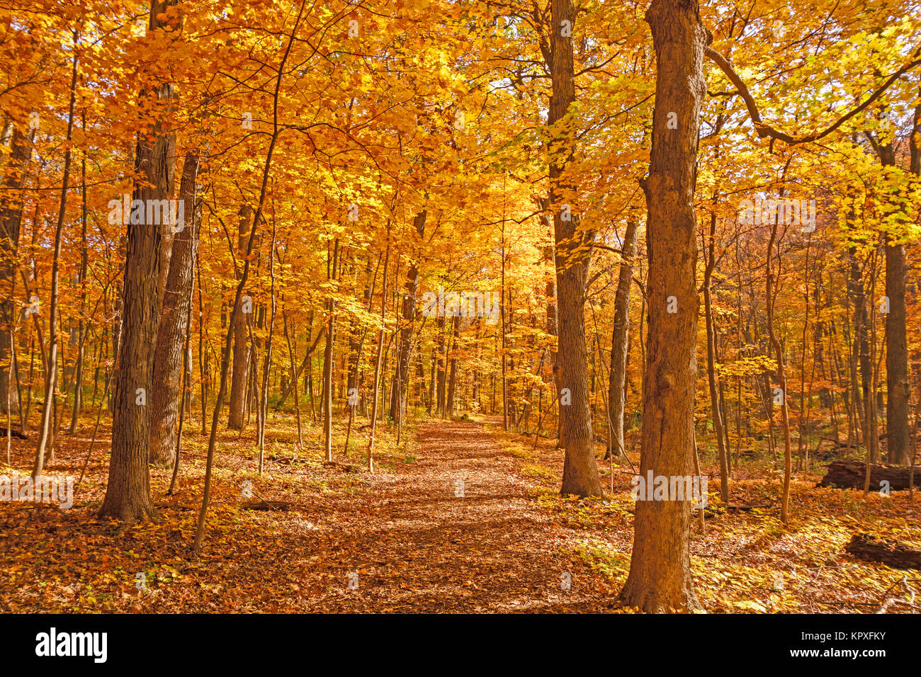 Yellow Path Through the Fall Forest Stock Photo - Alamy