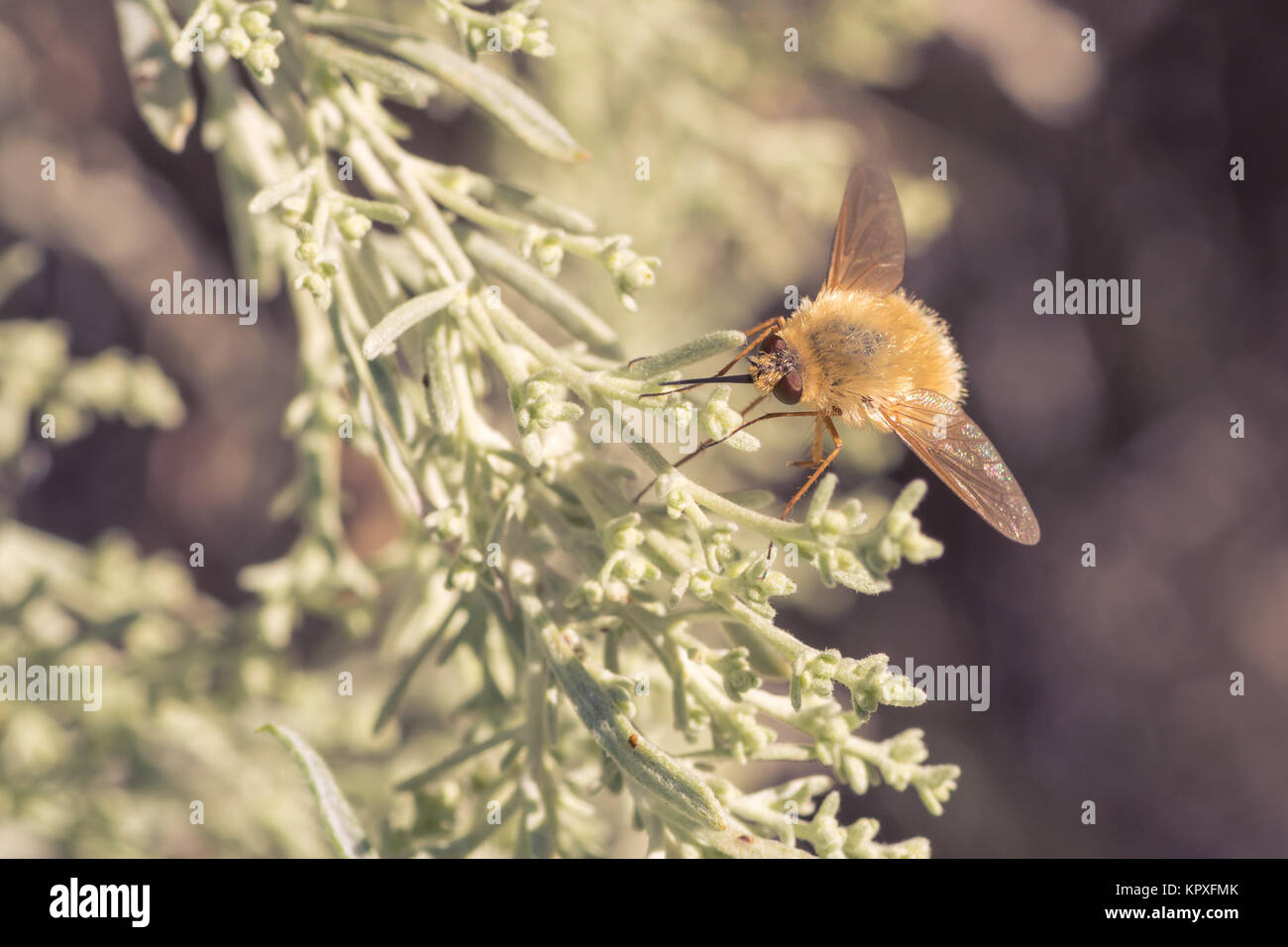 Bee Fly on Foliage Stock Photo - Alamy