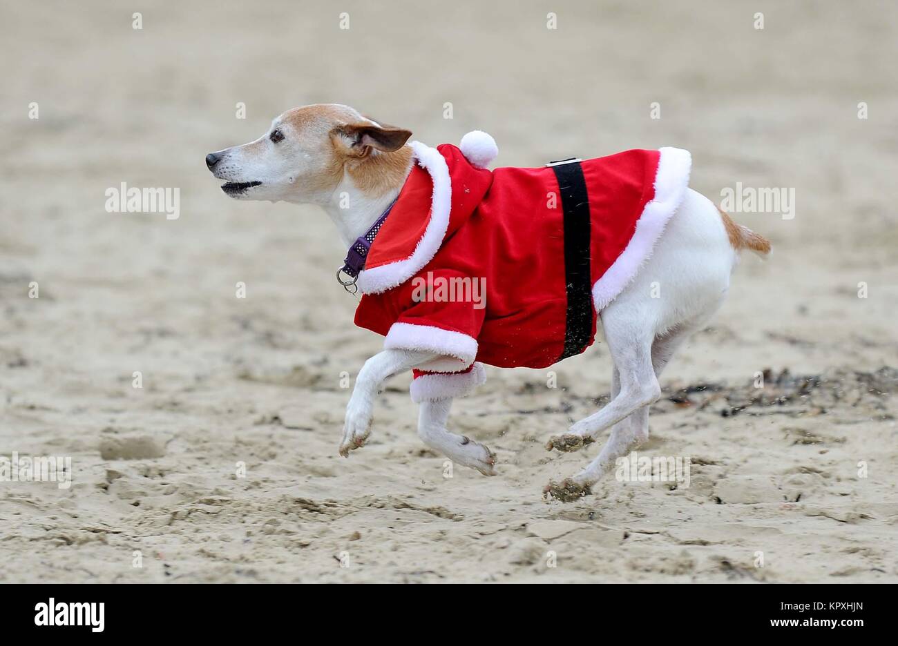 Dog dressed up as Santa Claus, dog wearing a santa costume Stock Photo ...