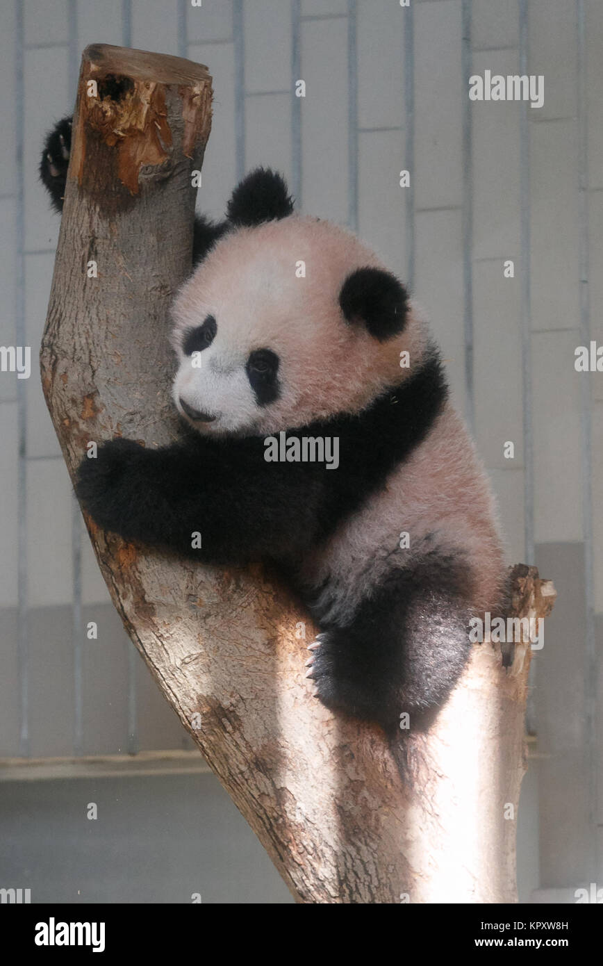 Tokyo, Japan. December 18, 2017, New giant panda cub Xiang Xiang makes ...