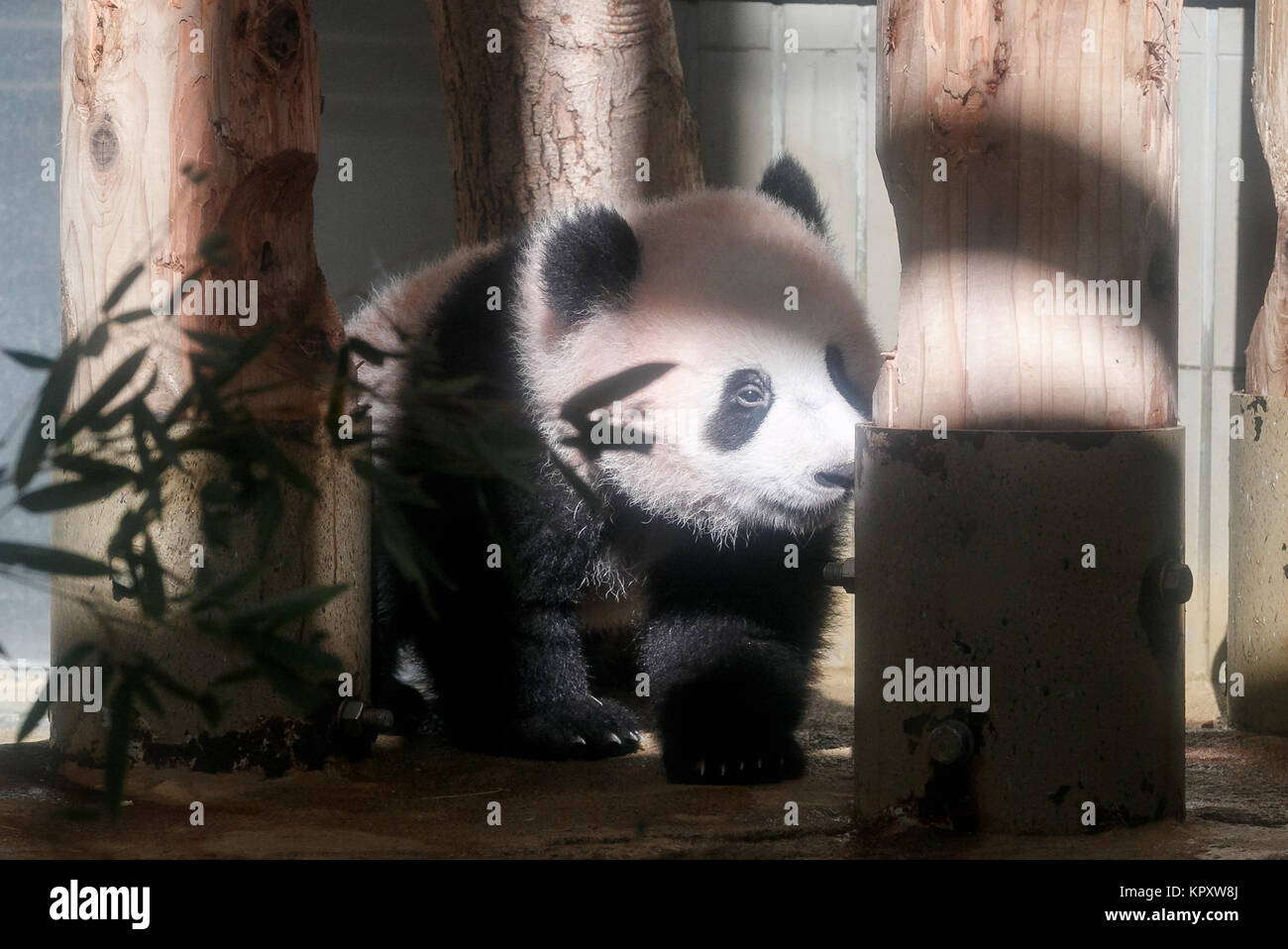 Japan tokyo panda cub debut hi-res stock photography and images - Alamy