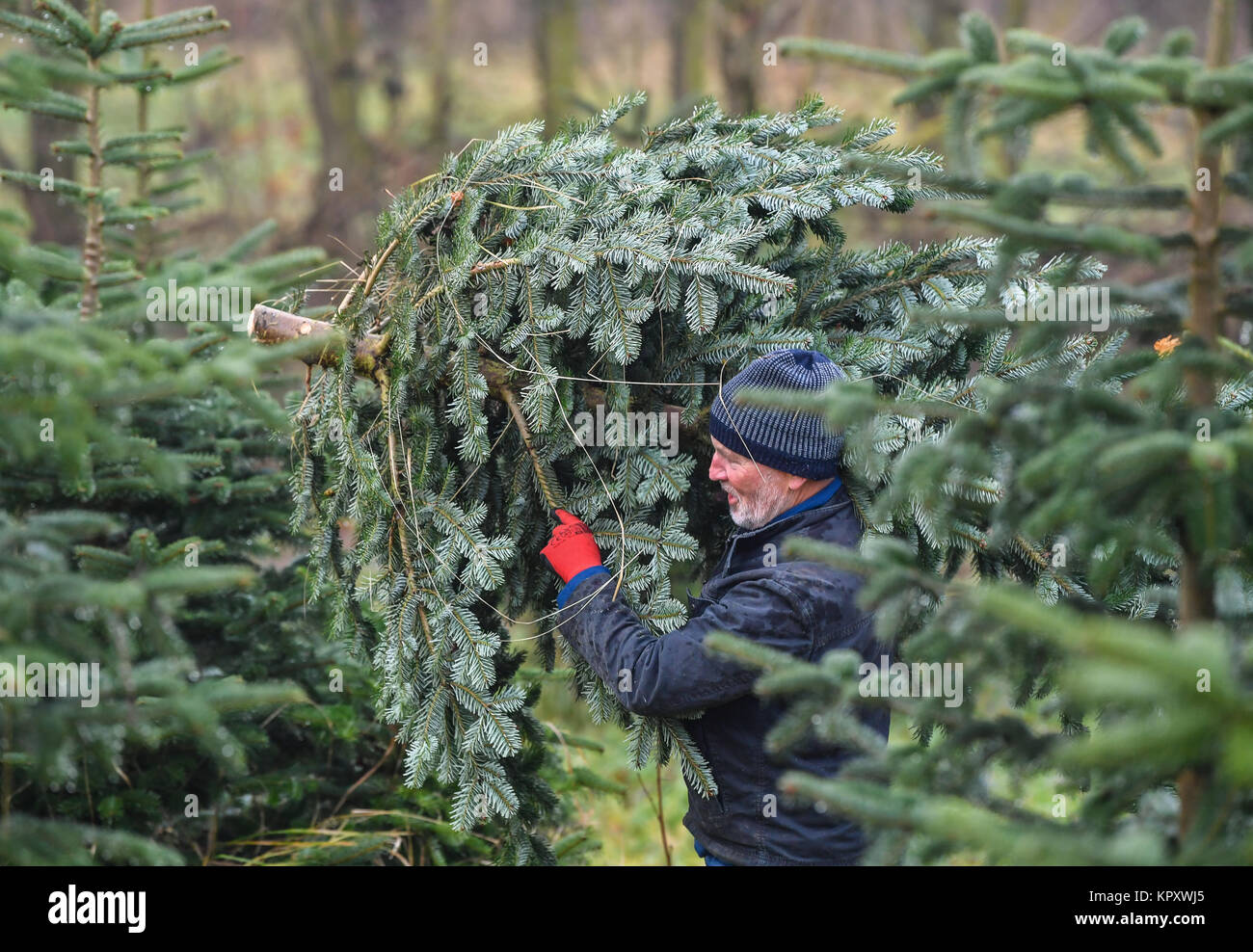 Tempelberg, Germany. 16th Dec, 2017. A man carries a felled tree over ...