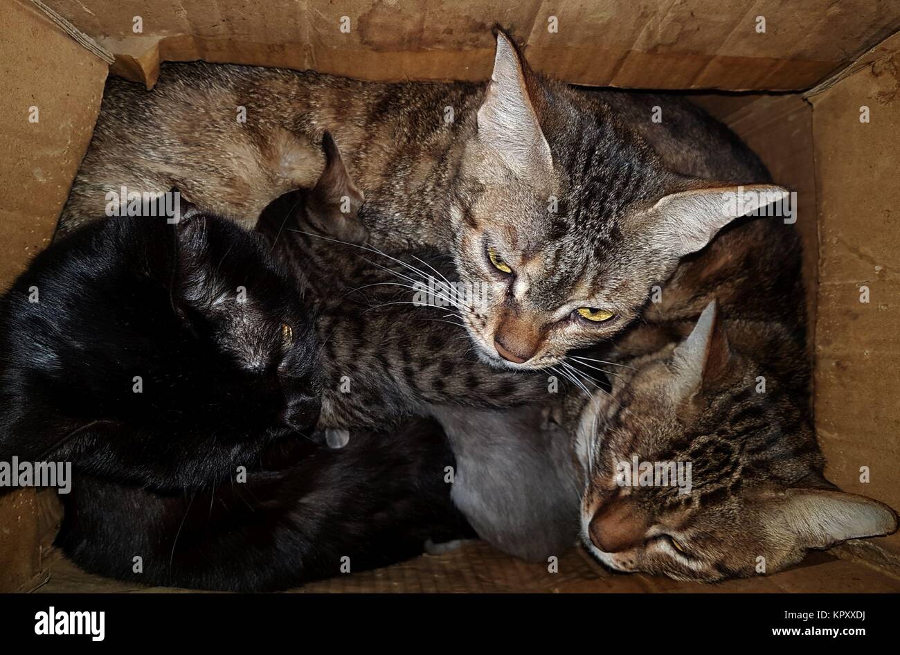 Cats in nepal hi-res stock photography and images - Alamy