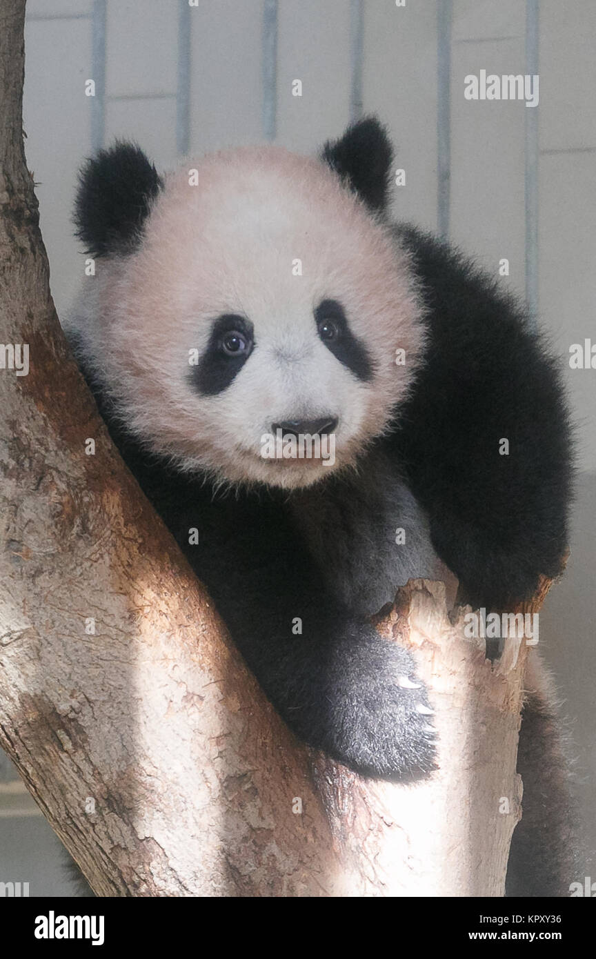 New giant panda cub Xiang Xiang makes public debut at Tokyo's Ueno Zoo ...
