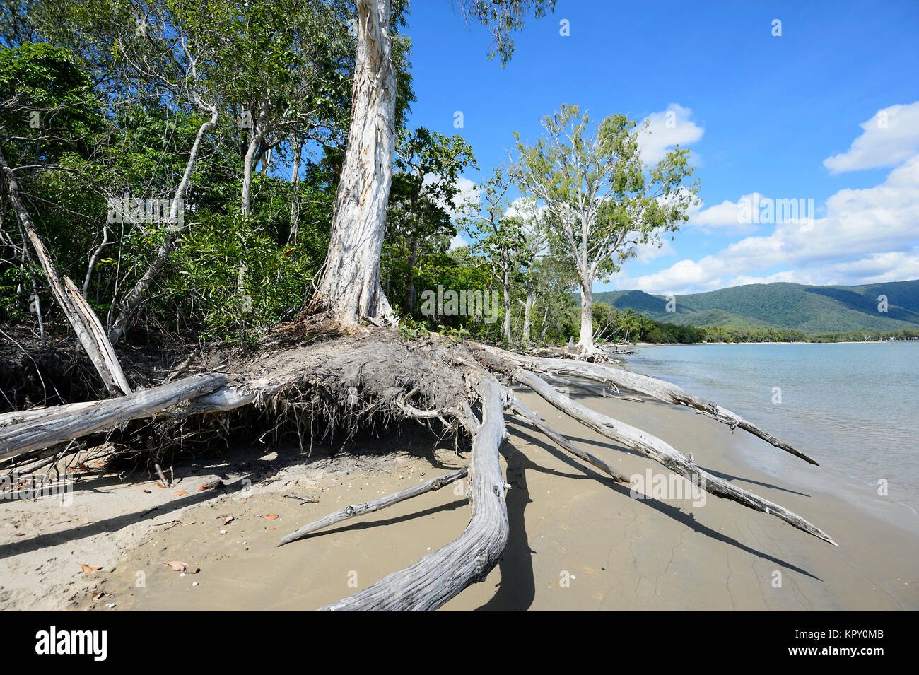Root roots erosion hi-res stock photography and images - Alamy
