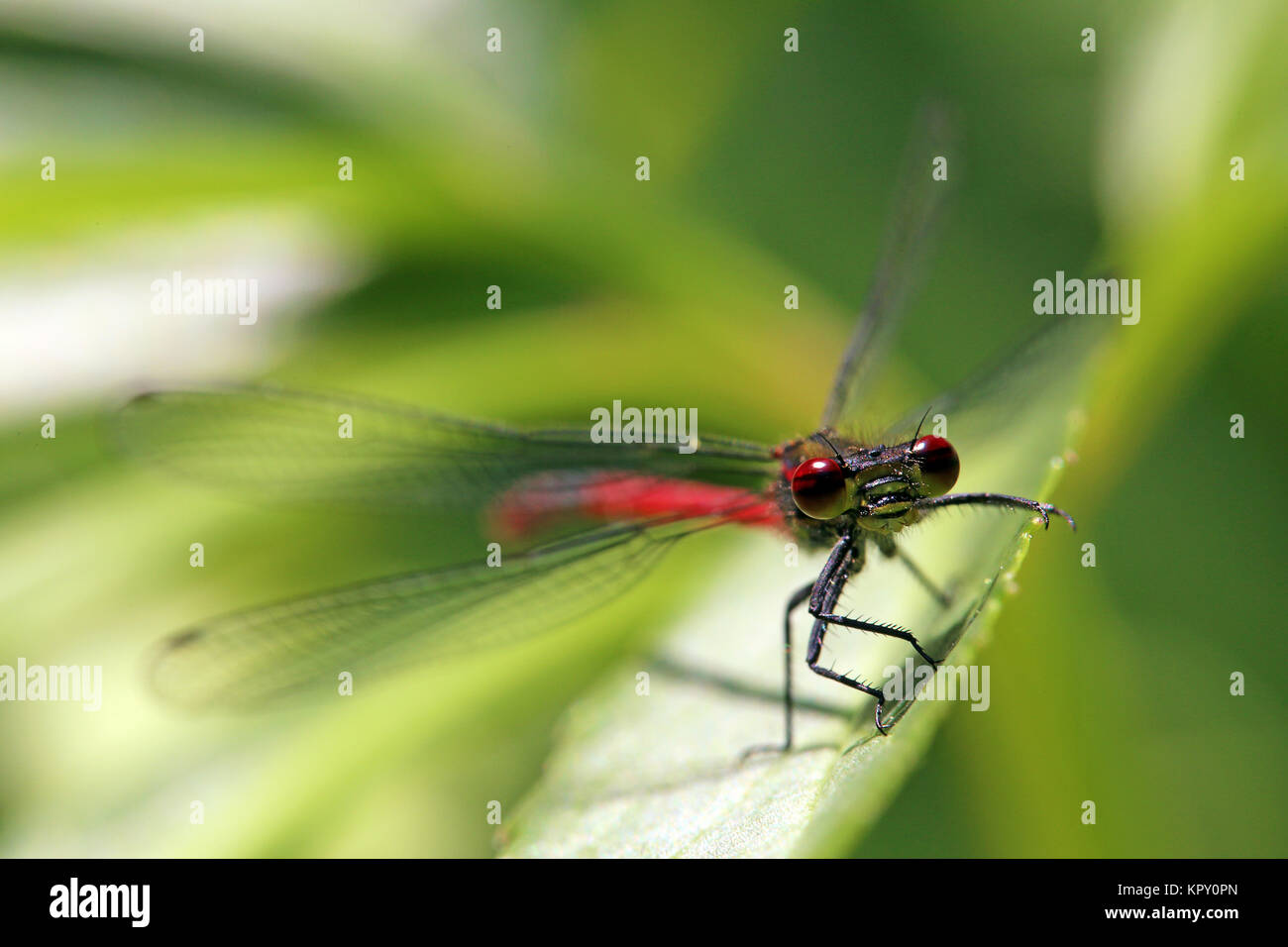 the eyes of the adonis maiden nymphula pyrrhosoma Stock Photo - Alamy