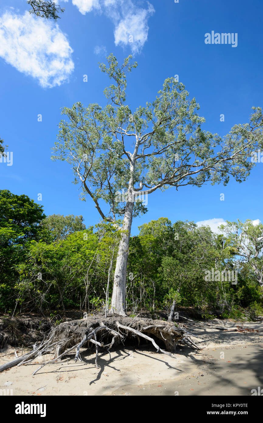 Coastal erosion exposed the roots of this Paperbark tree (Melaleuca ...