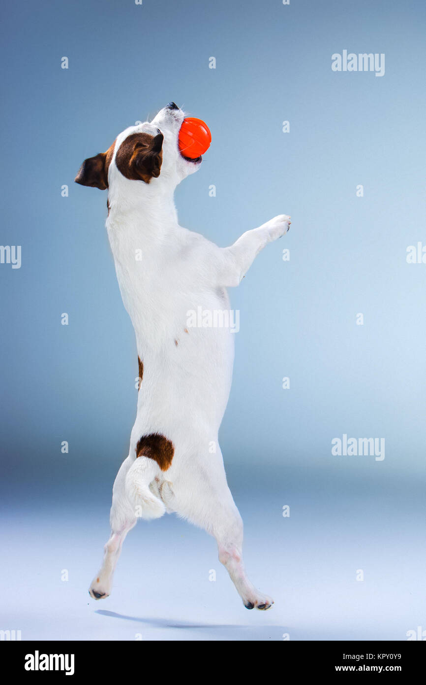 Jumping jack pose hi-res stock photography and images - Alamy