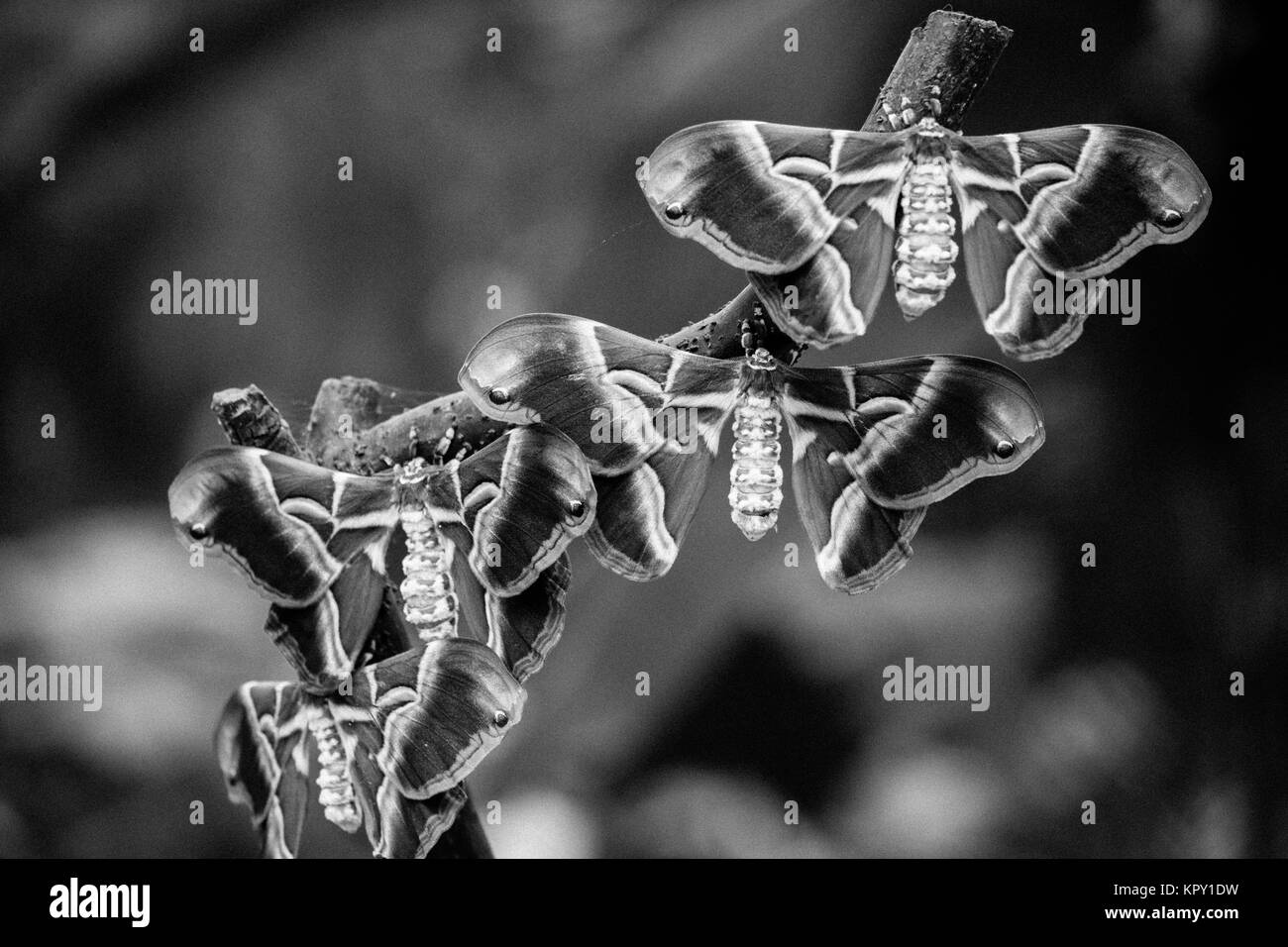 Moths up close Black and White Stock Photos & Images - Alamy