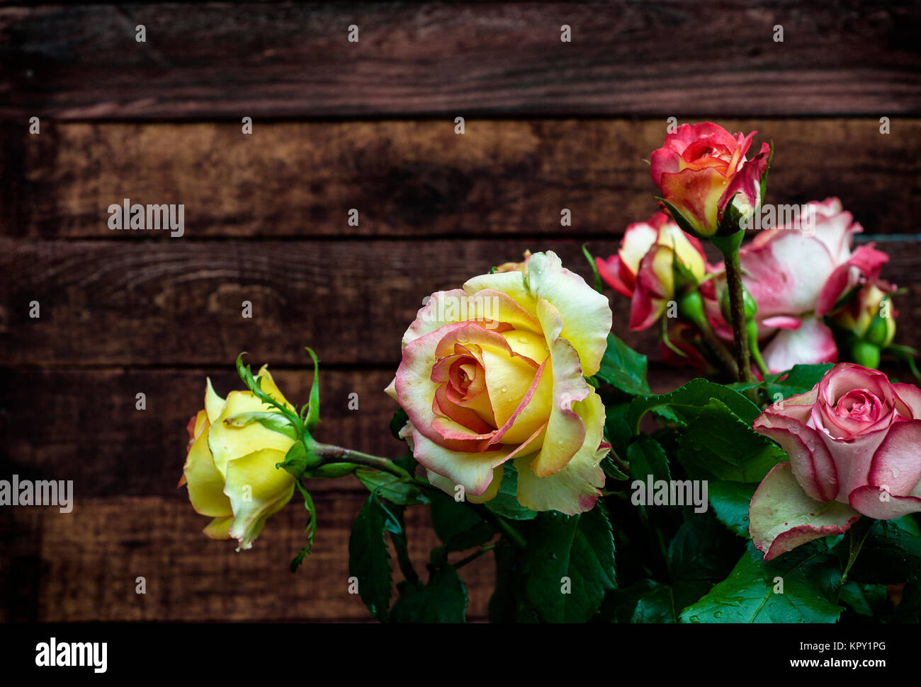 Vintage background with yellow roses Stock Photo - Alamy