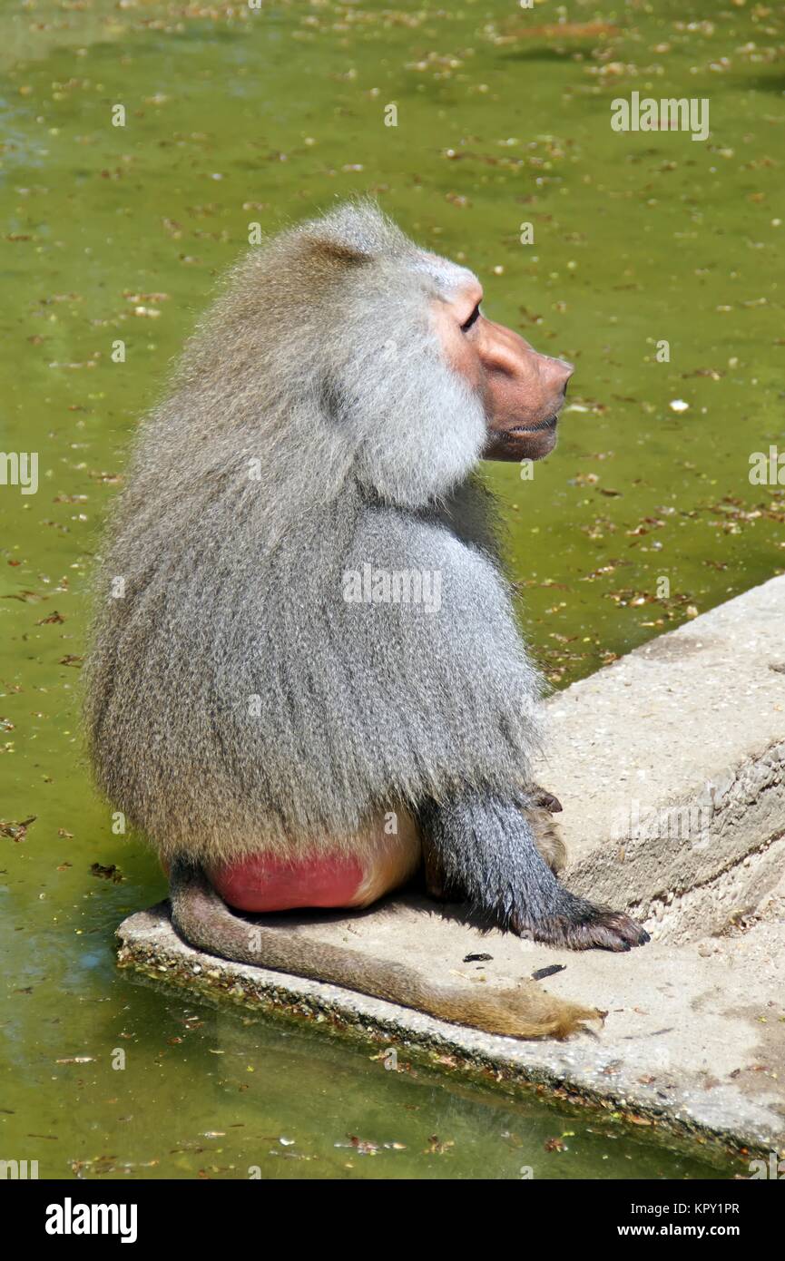 Pavian hi-res stock photography and images - Alamy
