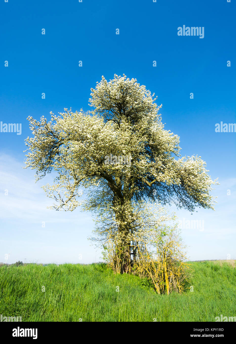 Landscape with a flowering tree Stock Photo - Alamy