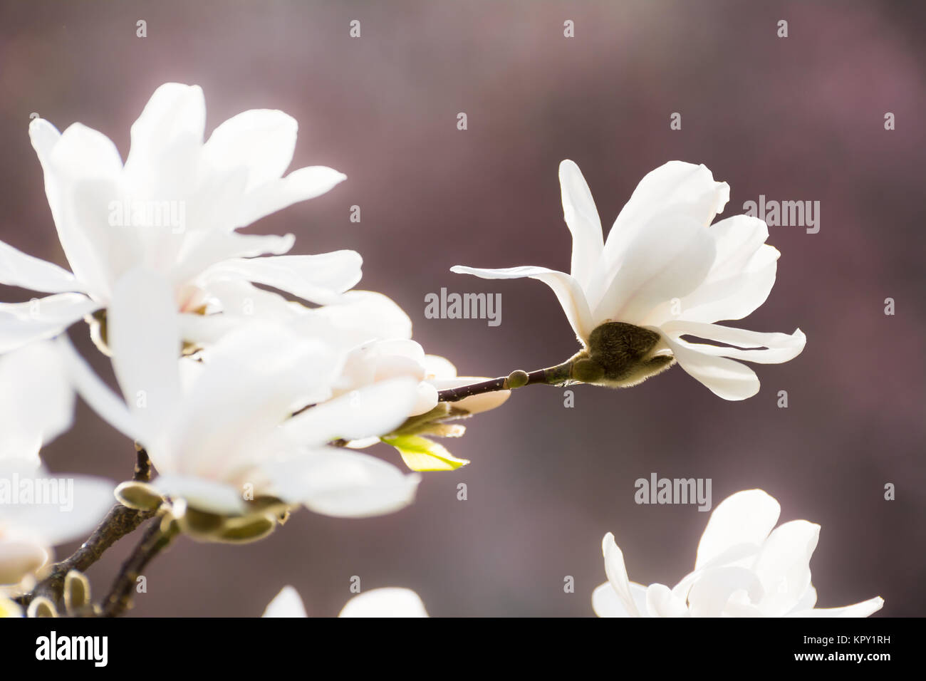 Blossoms of white flowering magnolia tree Stock Photo - Alamy