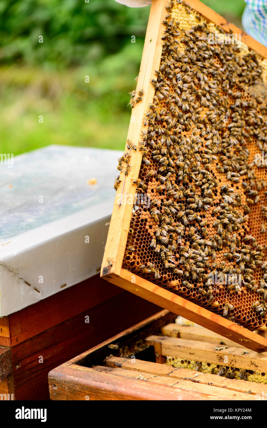 beekeeper at work Stock Photo - Alamy