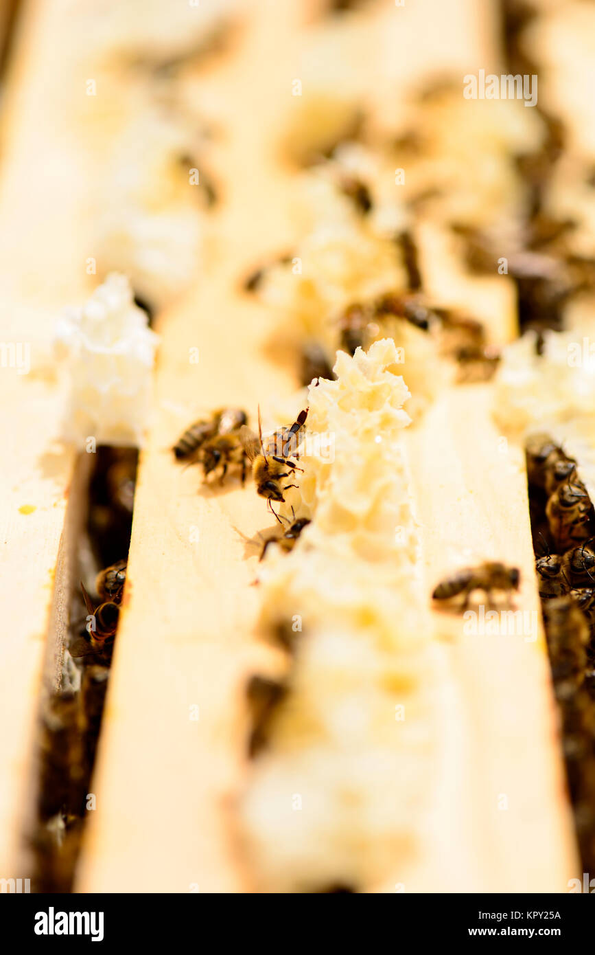 honeycomb of a beehive frame Stock Photo - Alamy
