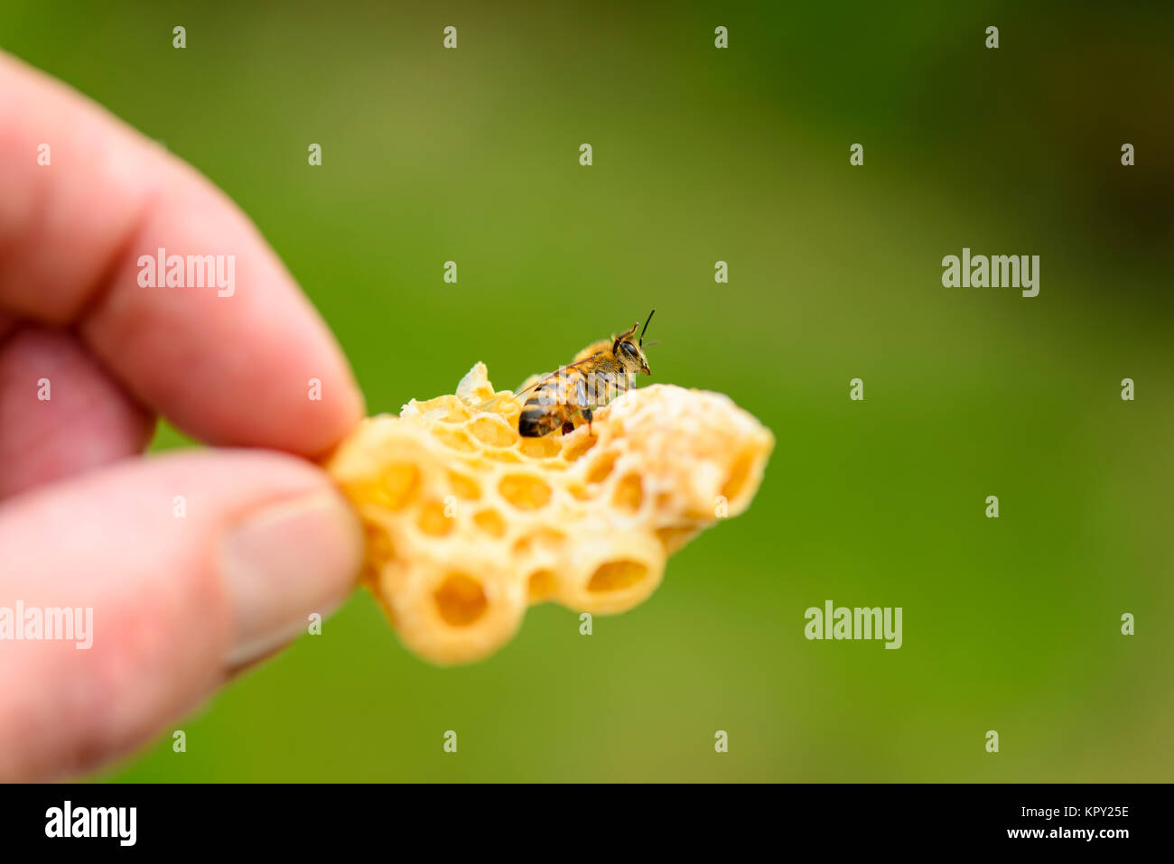 Honigwaben waben bienenwachs wachs bienenstock hi-res stock photography ...