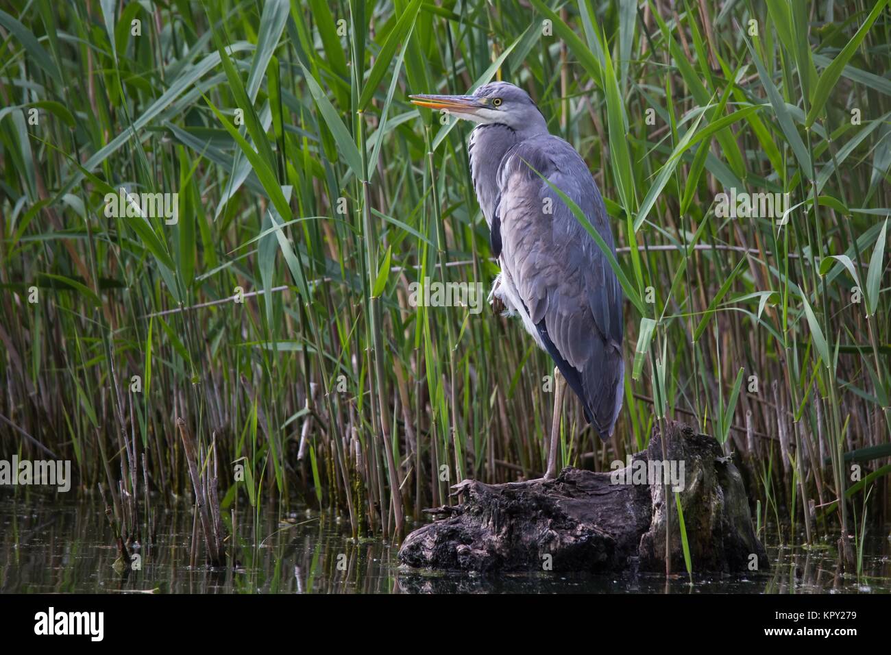 gray heron in the reeds,grey heron in reed Stock Photo - Alamy
