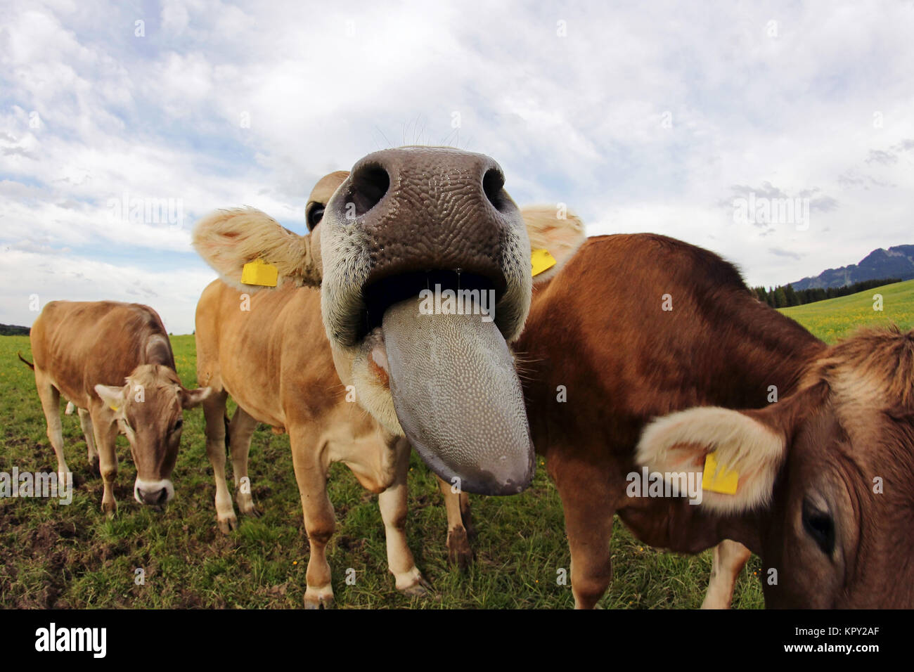 A young dairy cow sticks its tongue out. A cow's tongue Stock Photo - Alamy